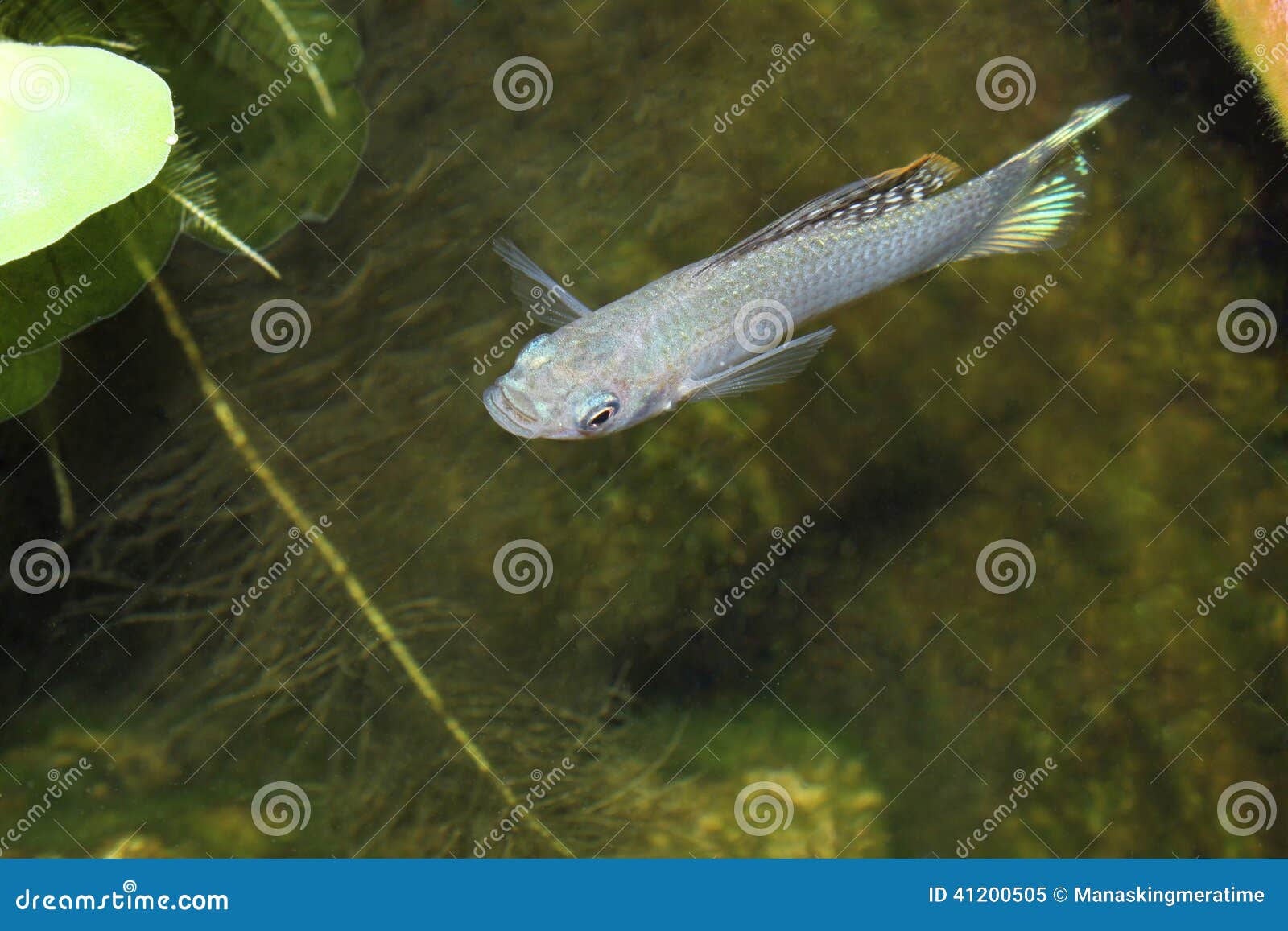 Small Fish in the river stock image. Image of river, fish - 41200505