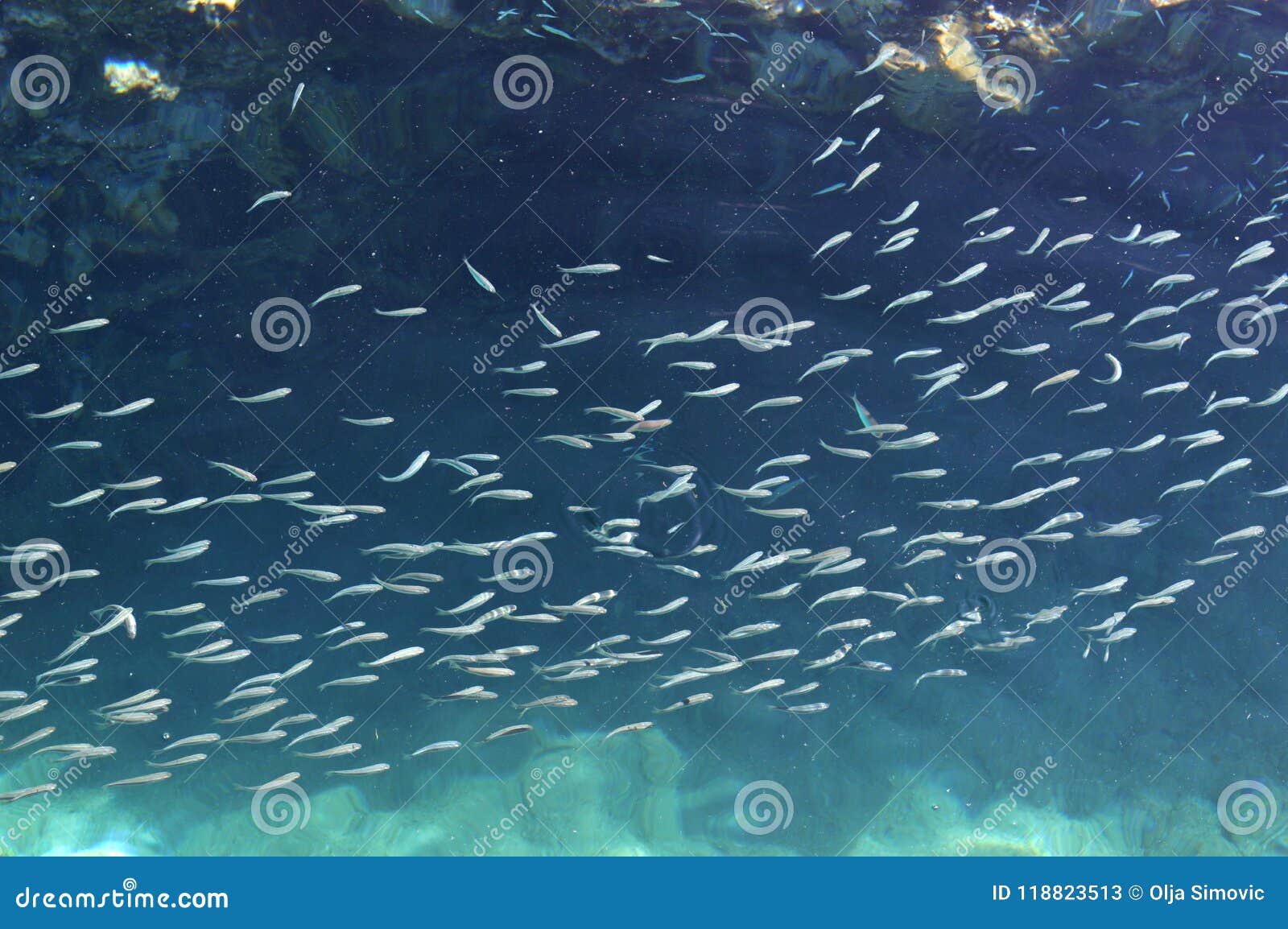 Fish in the sea stock image. Image of animal, water - 118823513