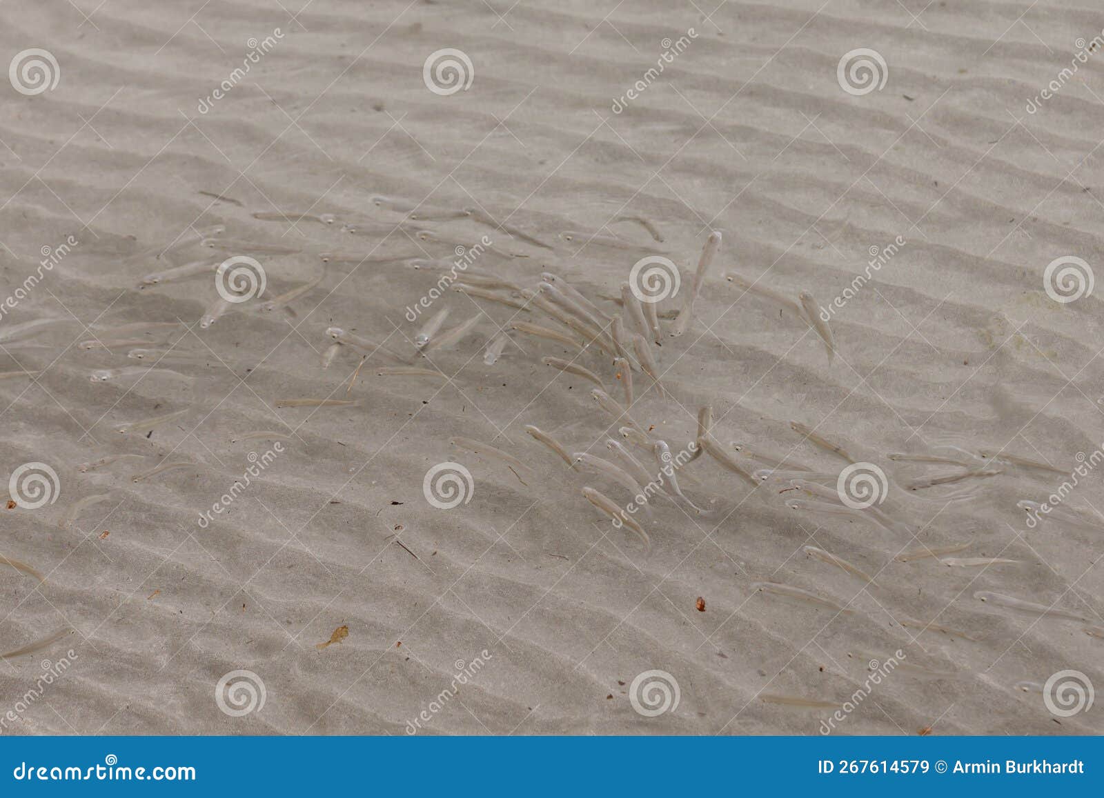 Small Fish in the Shallow Water of a Beach Bay Stock Image - Image of ...