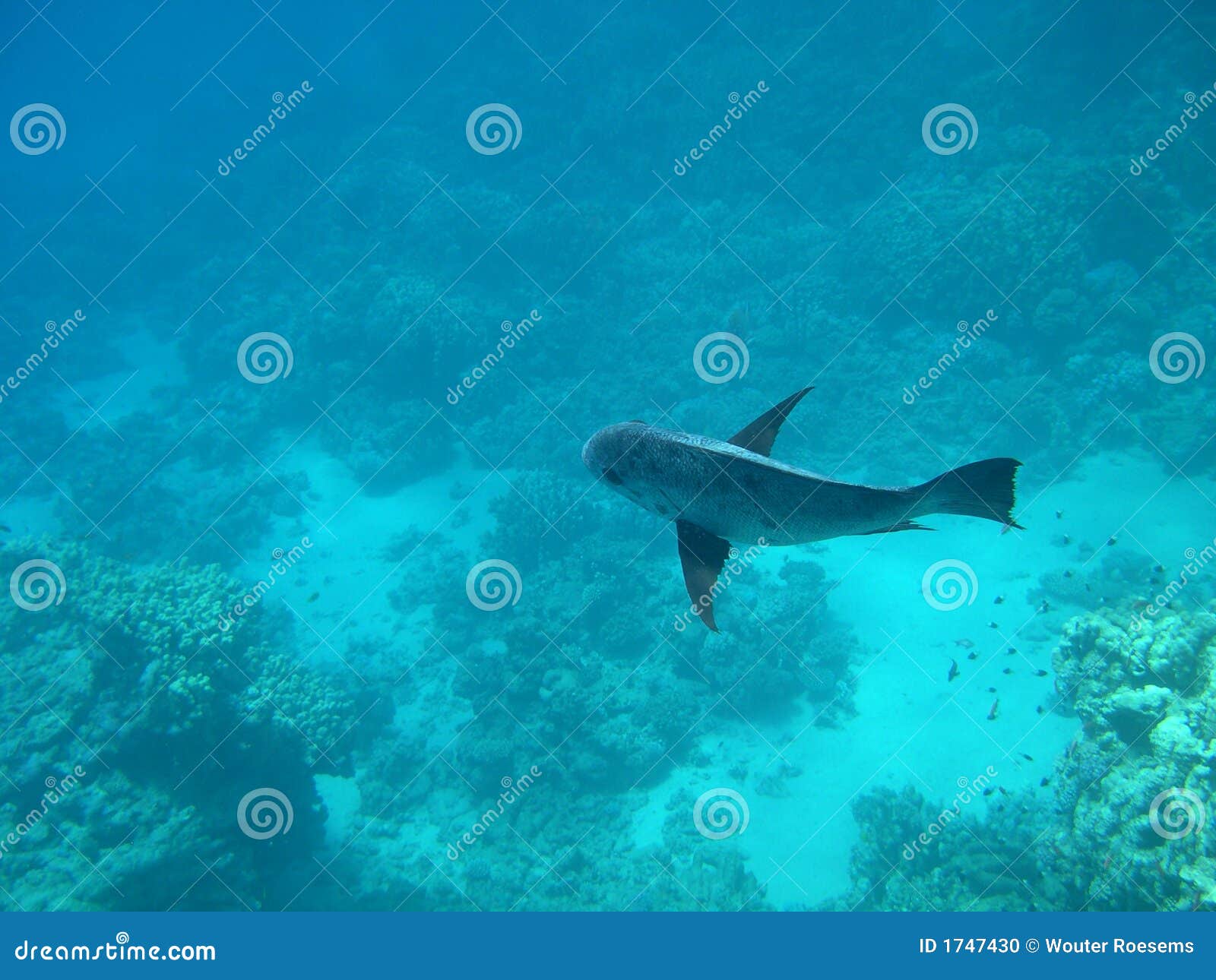 Small Fish in a Shark Like Pose Stock Photo - Image of coral, black ...