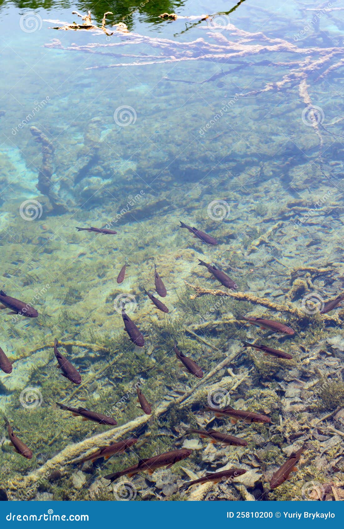 Small Fish Shoal in Azure Lake Stock Photo - Image of season, nature ...