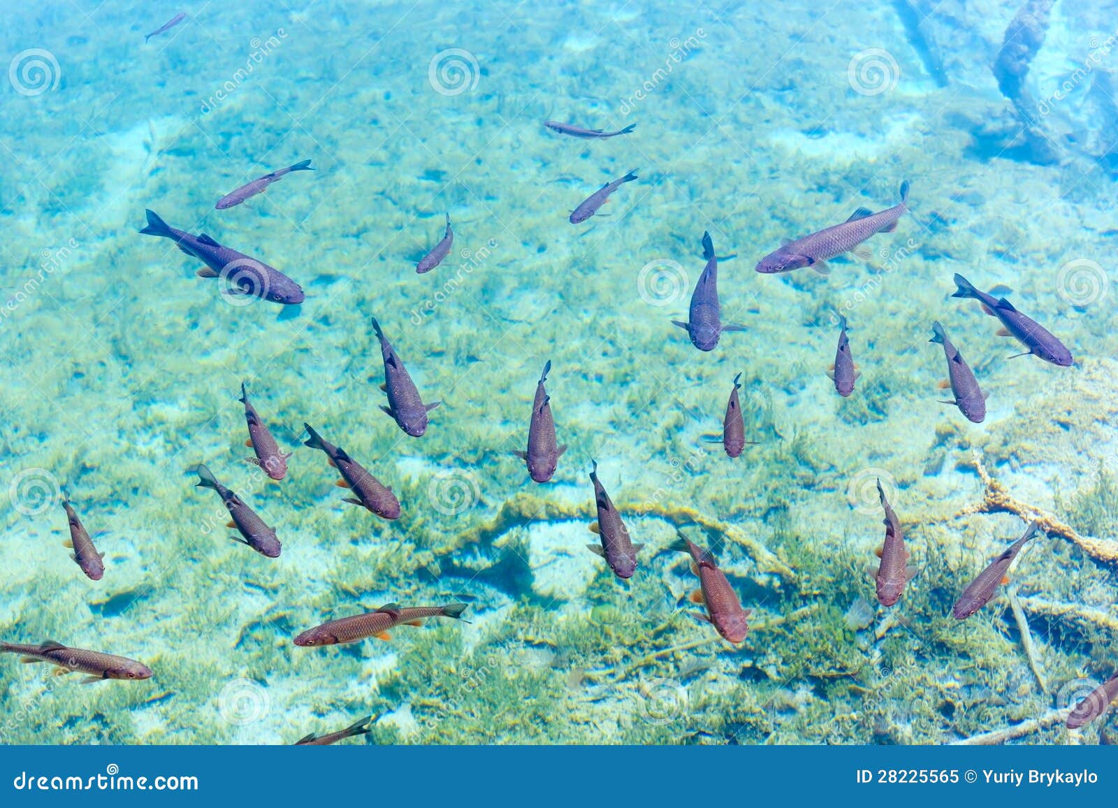 Small Fish Shoal in Azure Lake Stock Image - Image of wilderness, water ...