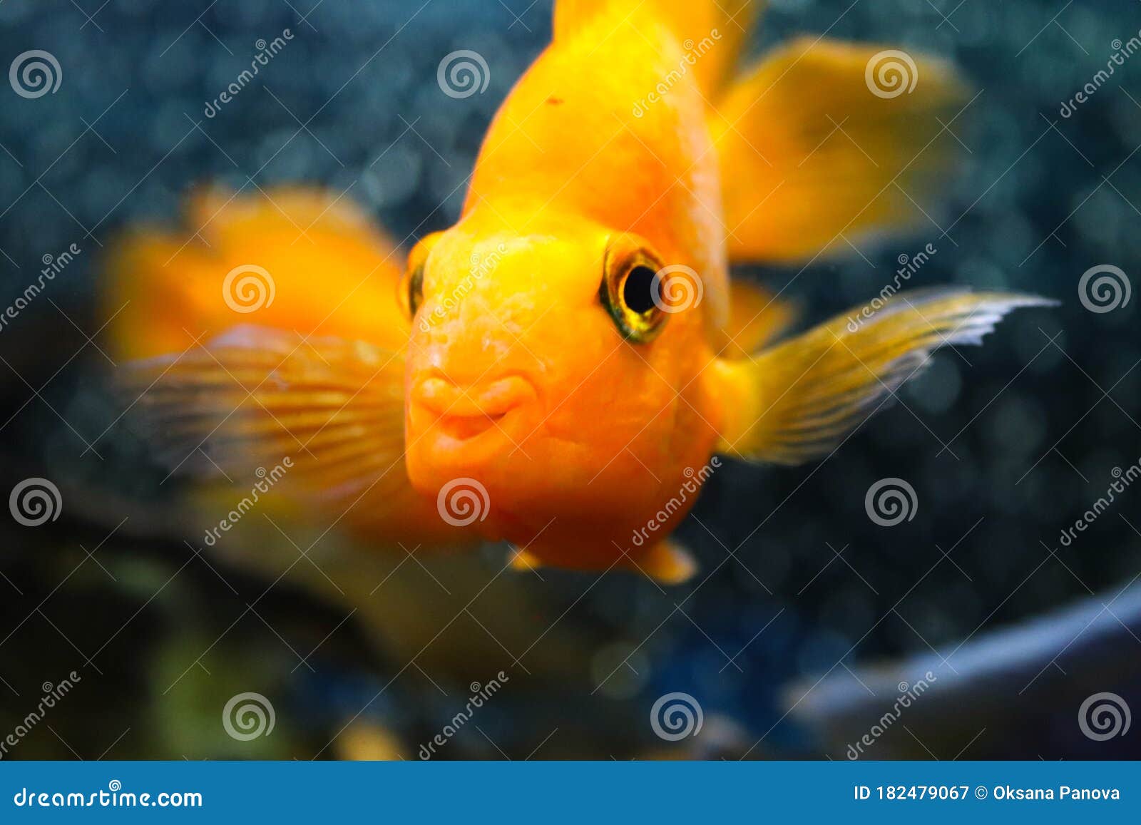 Small Fish Smiles from an Aquarium To People. Stock Image - Image of ...