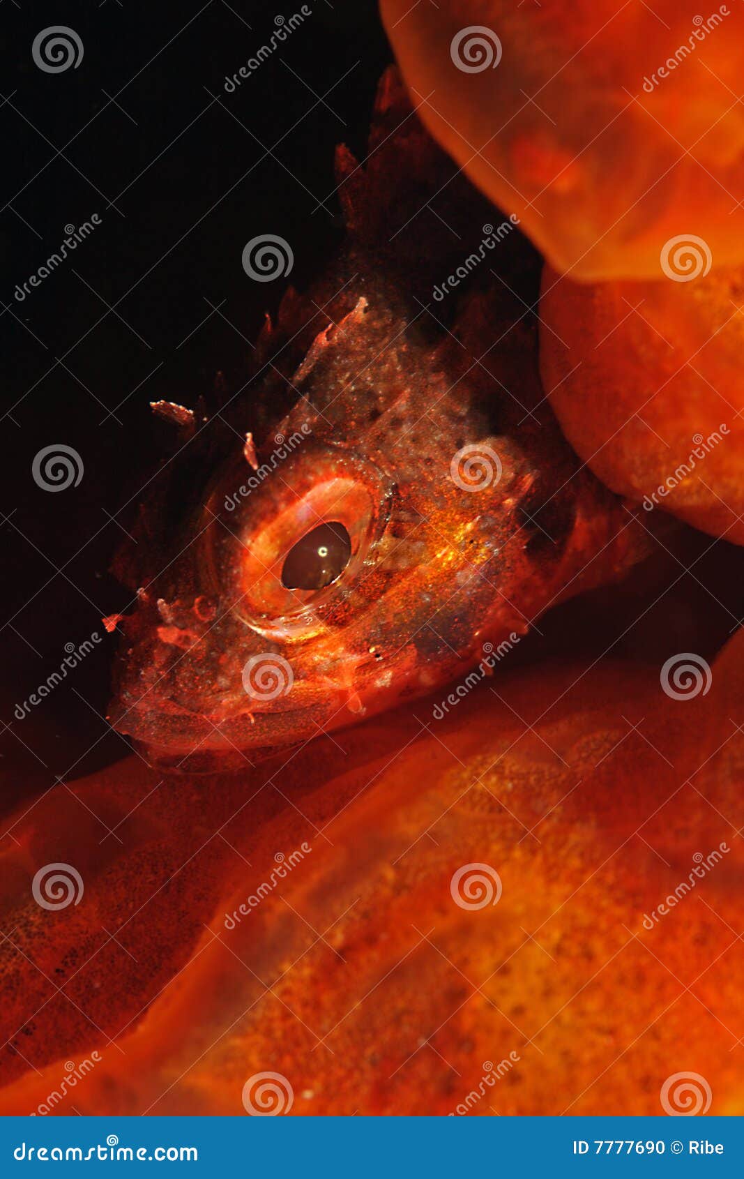 Small fish in sponge stock photo. Image of environment - 7777690