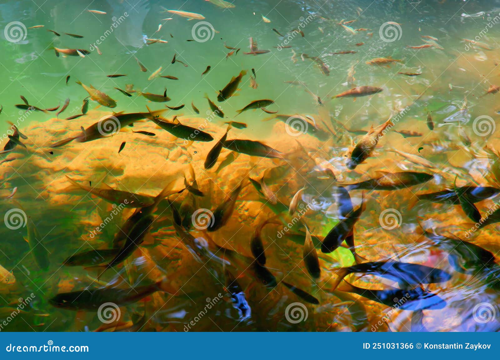 Small Fish in a Stream in the Rainforest. Stock Photo - Image of little ...