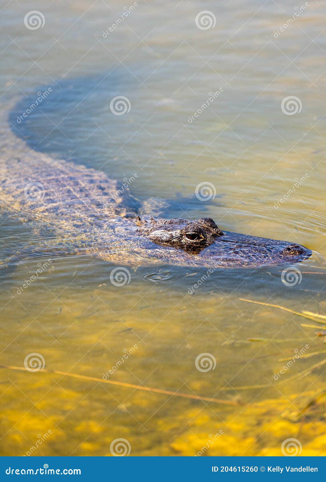 Small Fish Swim Around Alligator in Yellow Water Stock Photo - Image of ...
