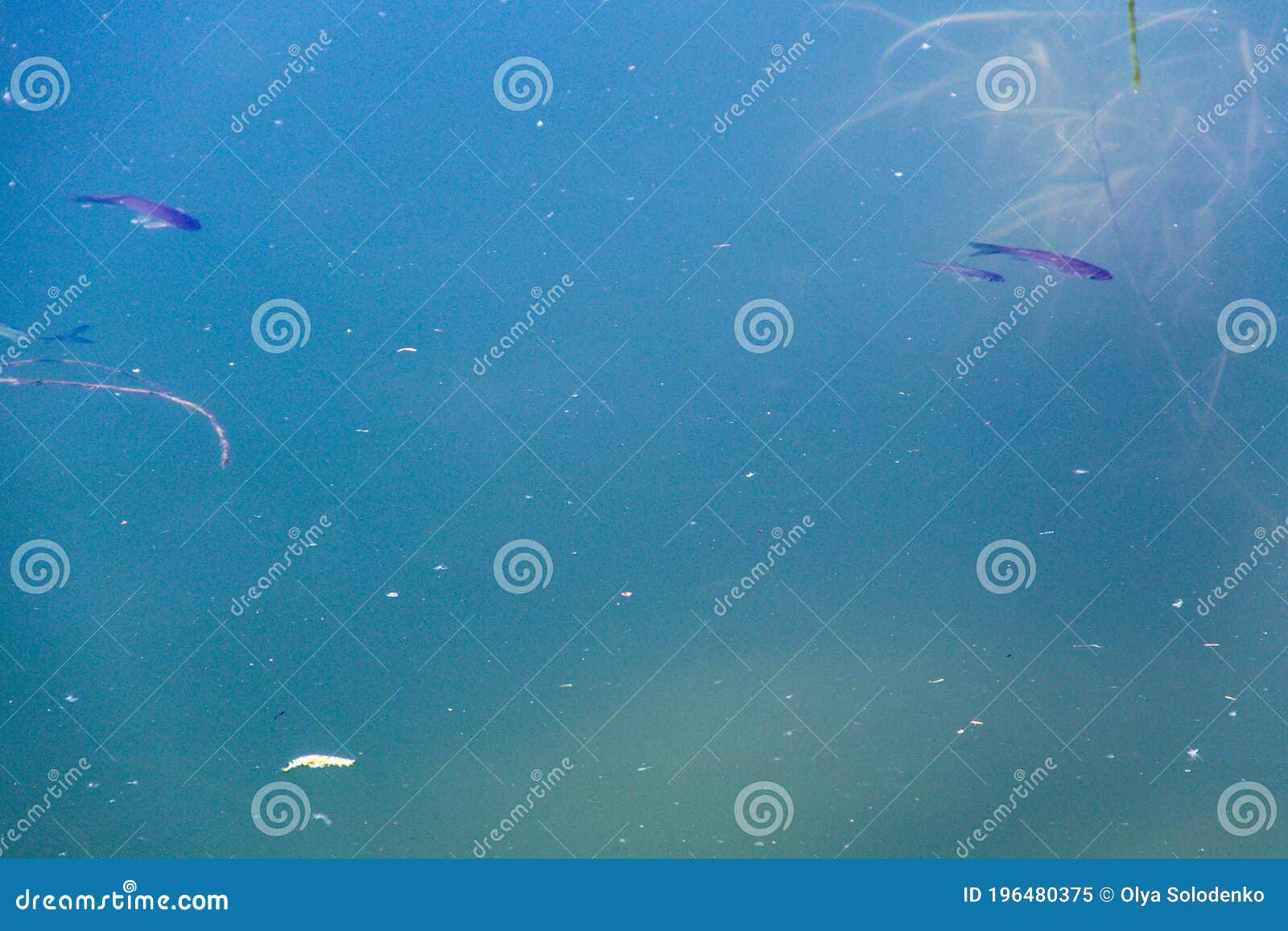 Small Fish Swim in Blue Water of Lake Stock Image - Image of life ...