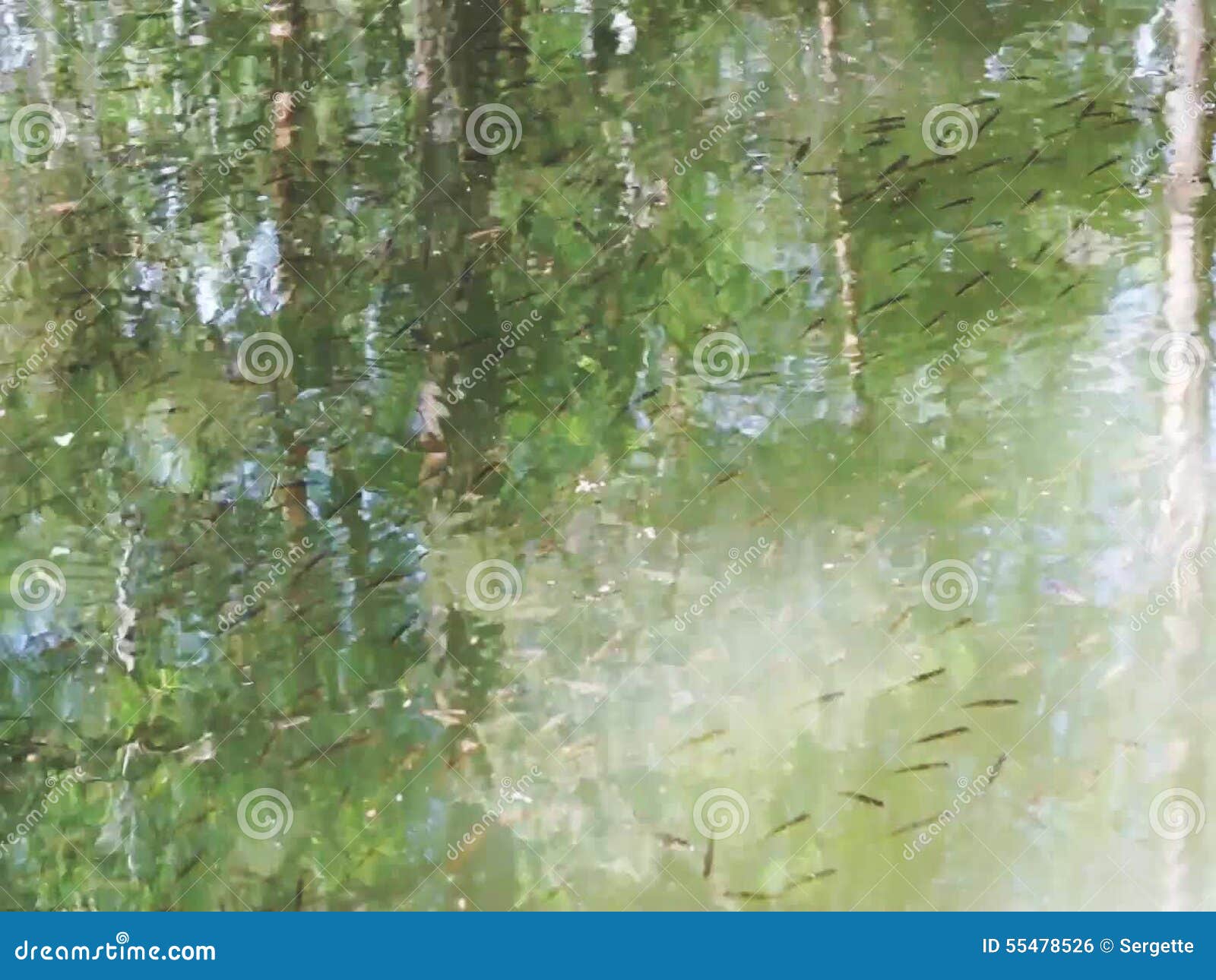 Small Fish Swim in a Forest Lake. Stock Footage - Video of forest, fish ...