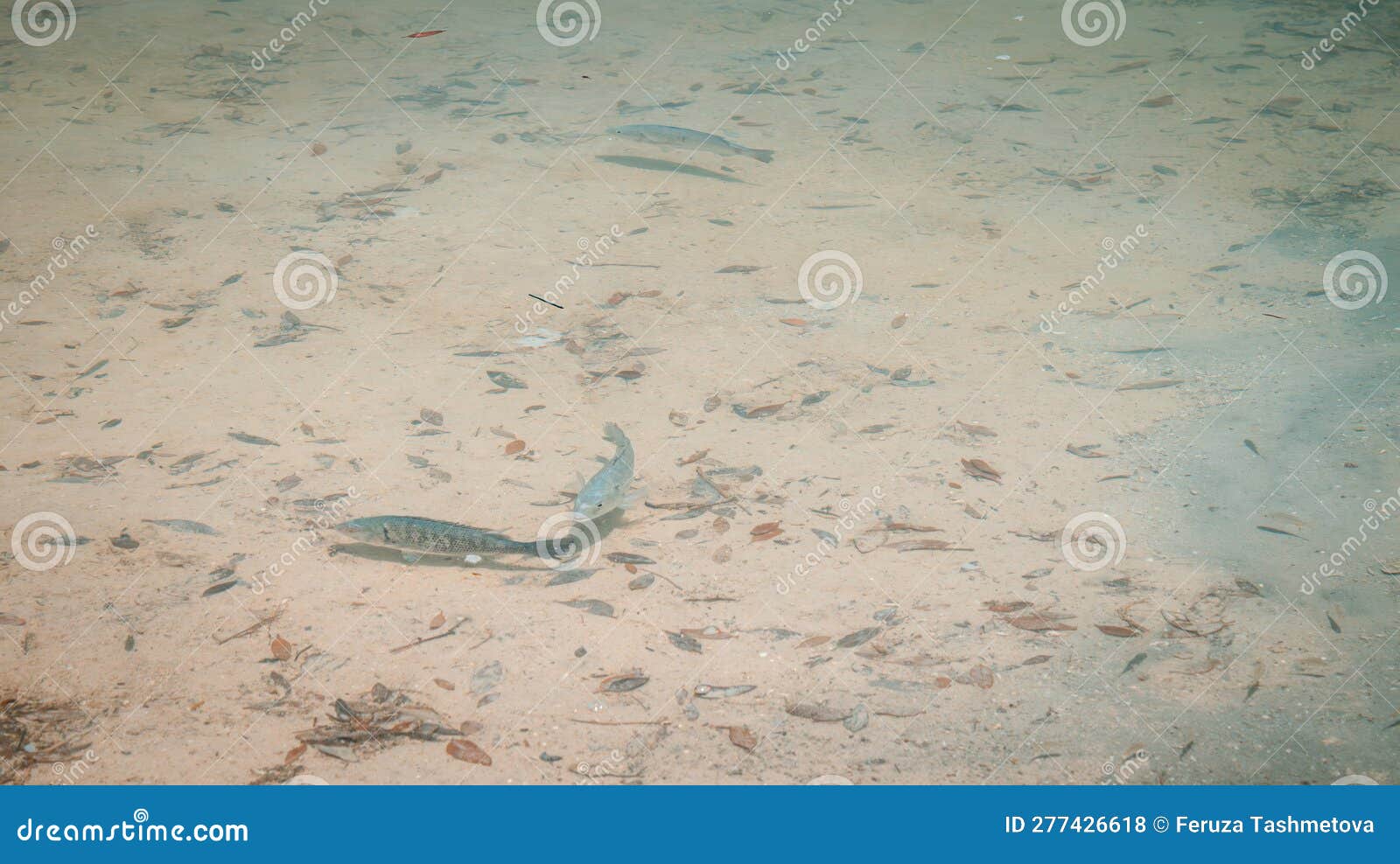 Small Fish Swim in the River Stock Photo - Image of game, colorful ...