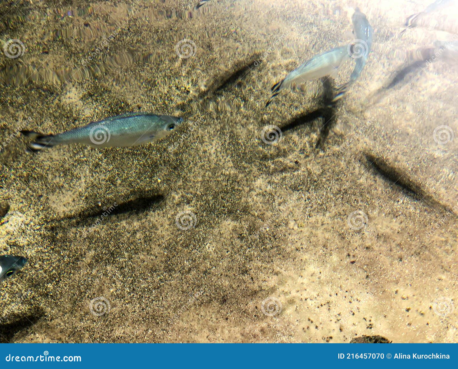 Small Fish Swimming in an Open Water Stock Photo - Image of tourism ...