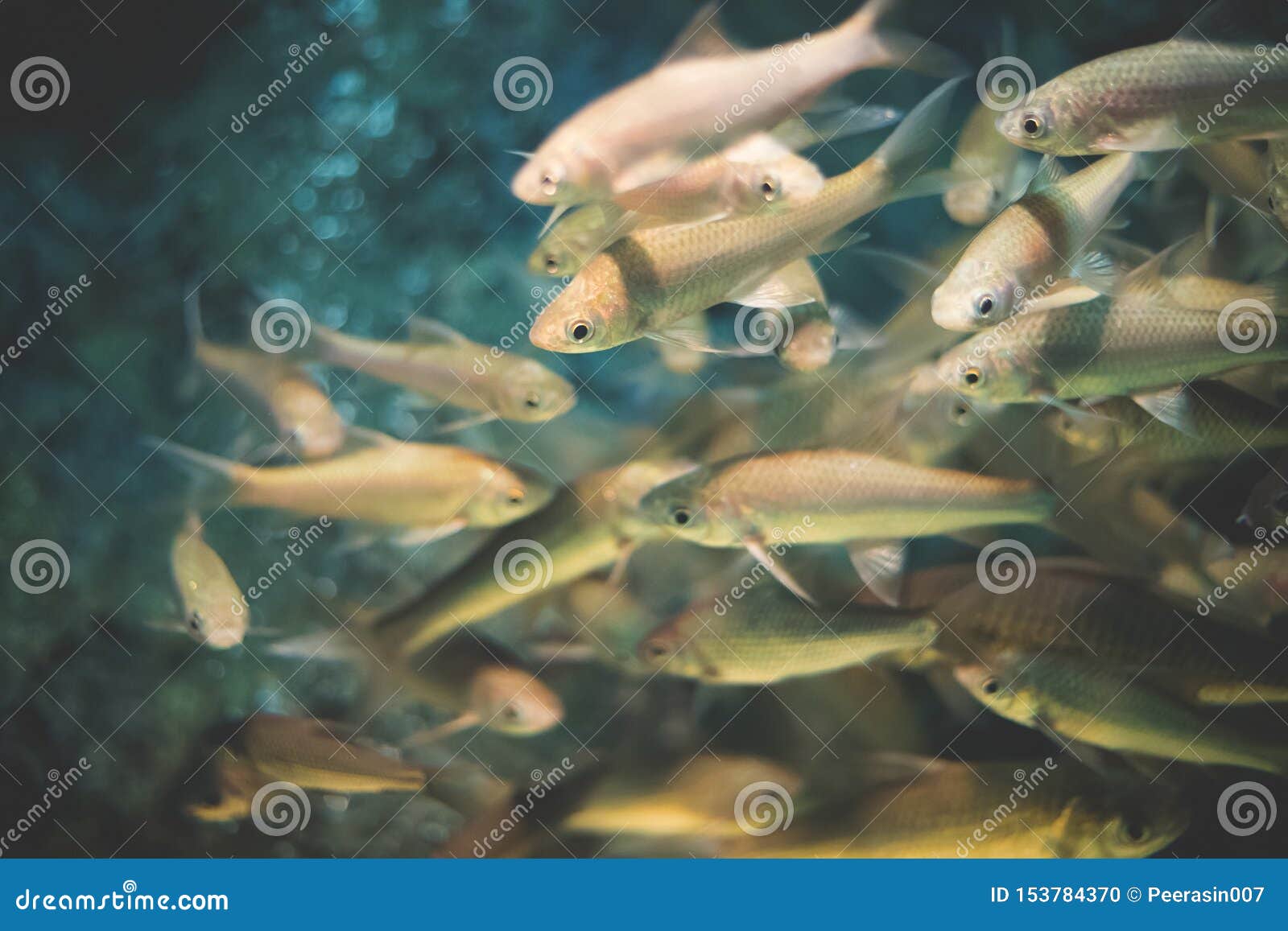 The Small Fish are Swimming Together in Groups Stock Photo - Image of ...