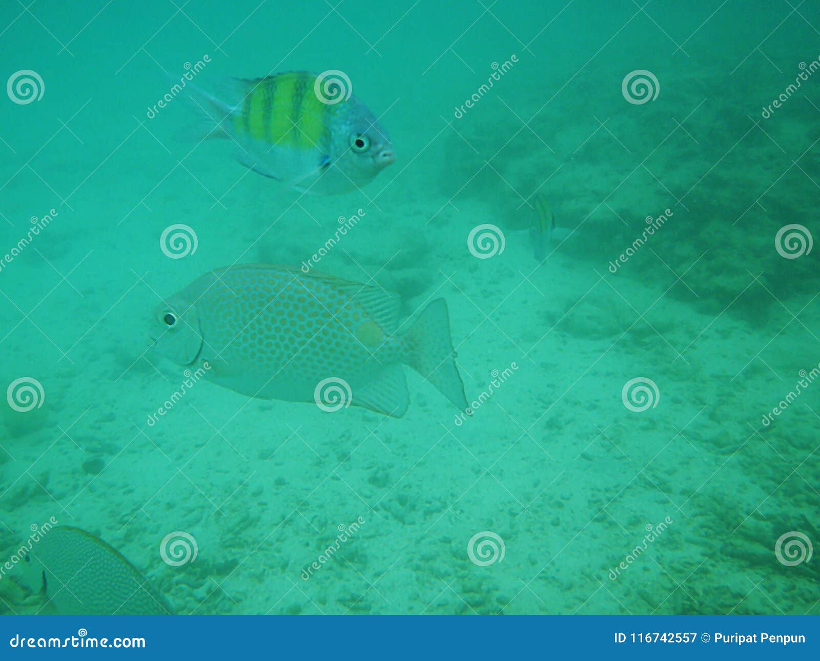 A Small Fish Underwater in the Sea. Stock Image - Image of reef, nature ...