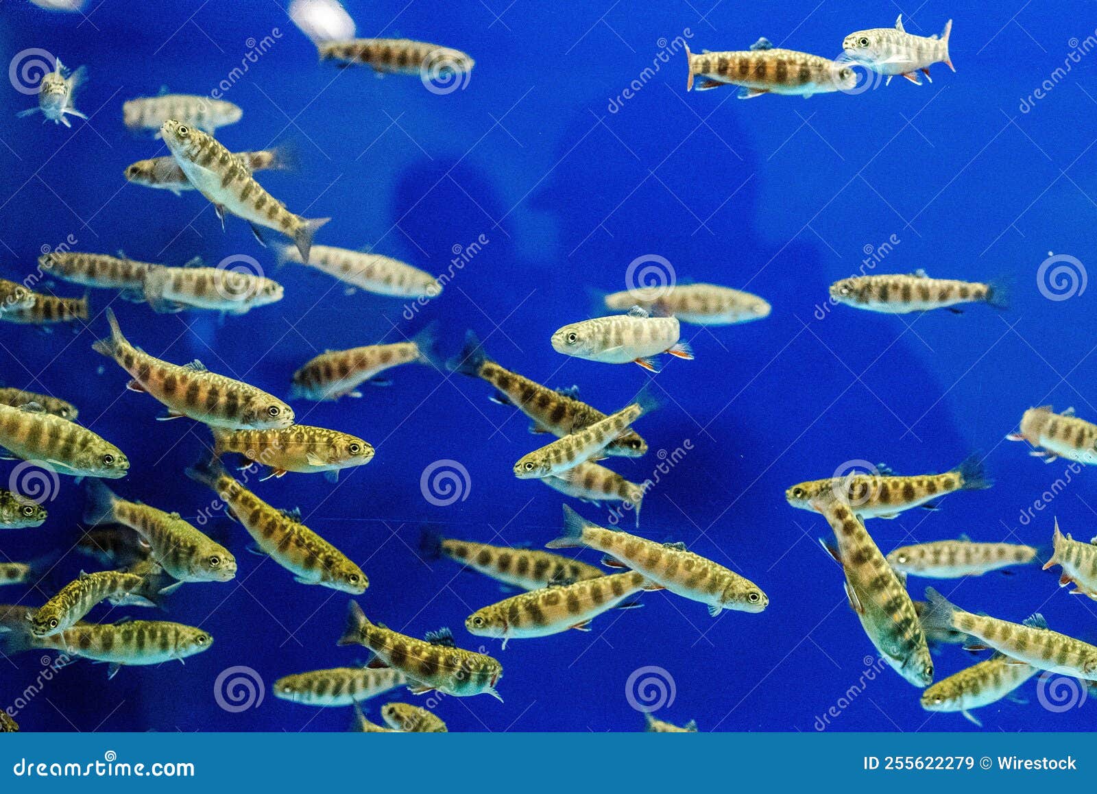 Small fish in a fish tank stock image. Image of underwater - 255622279