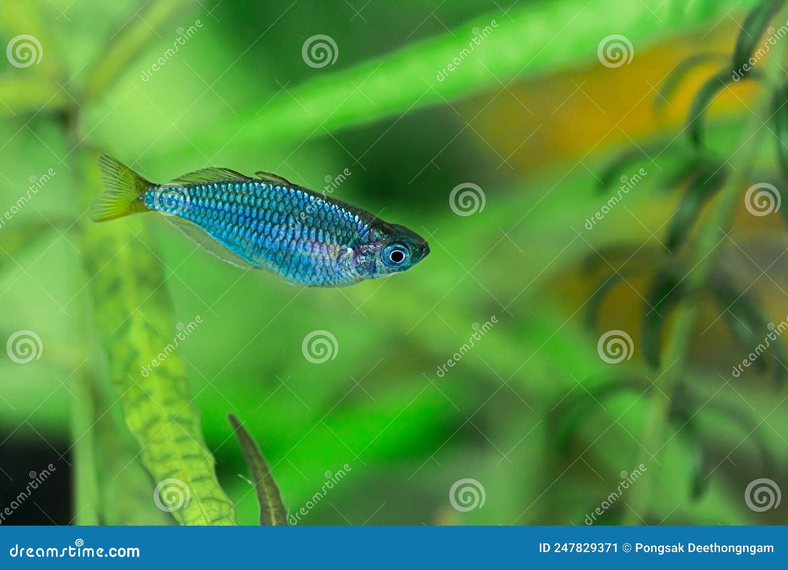 Small fish in tank stock image. Image of nature, branch - 247829371