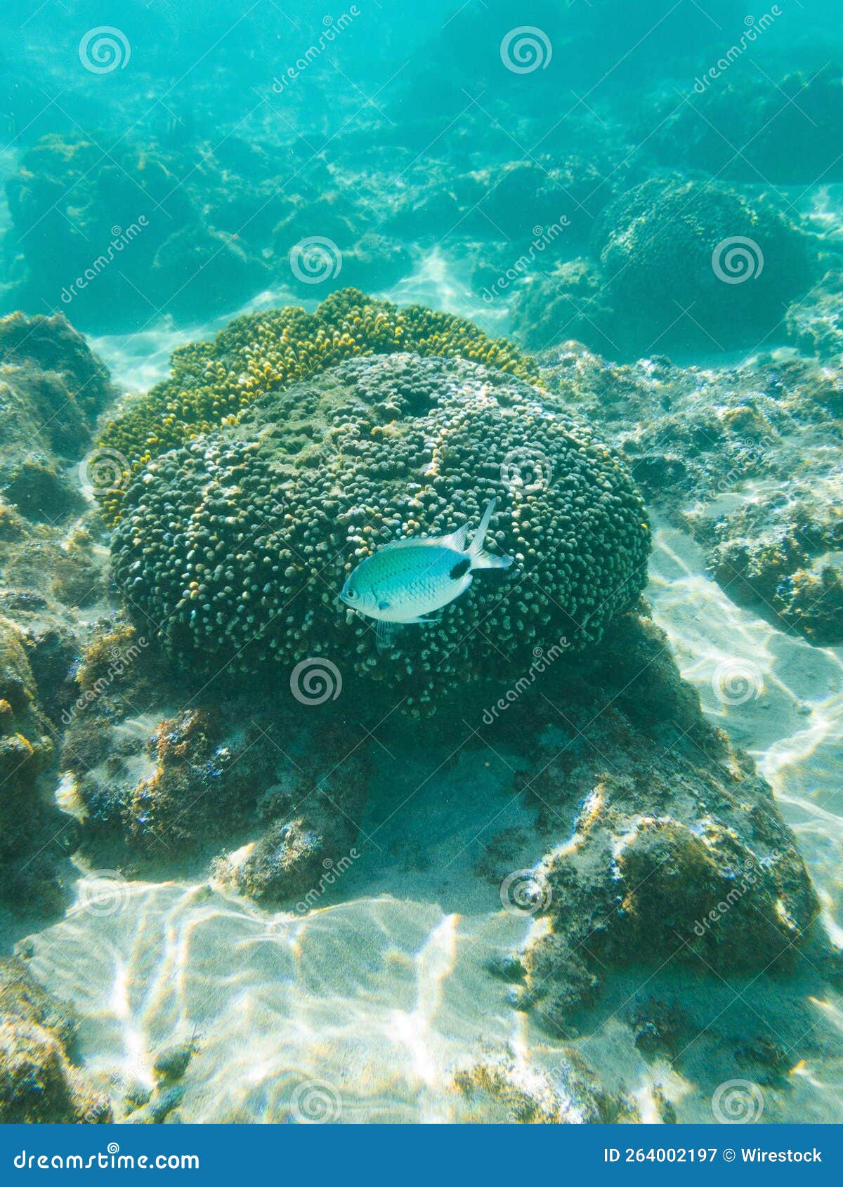 Small fish under the sea stock image. Image of corals - 264002197