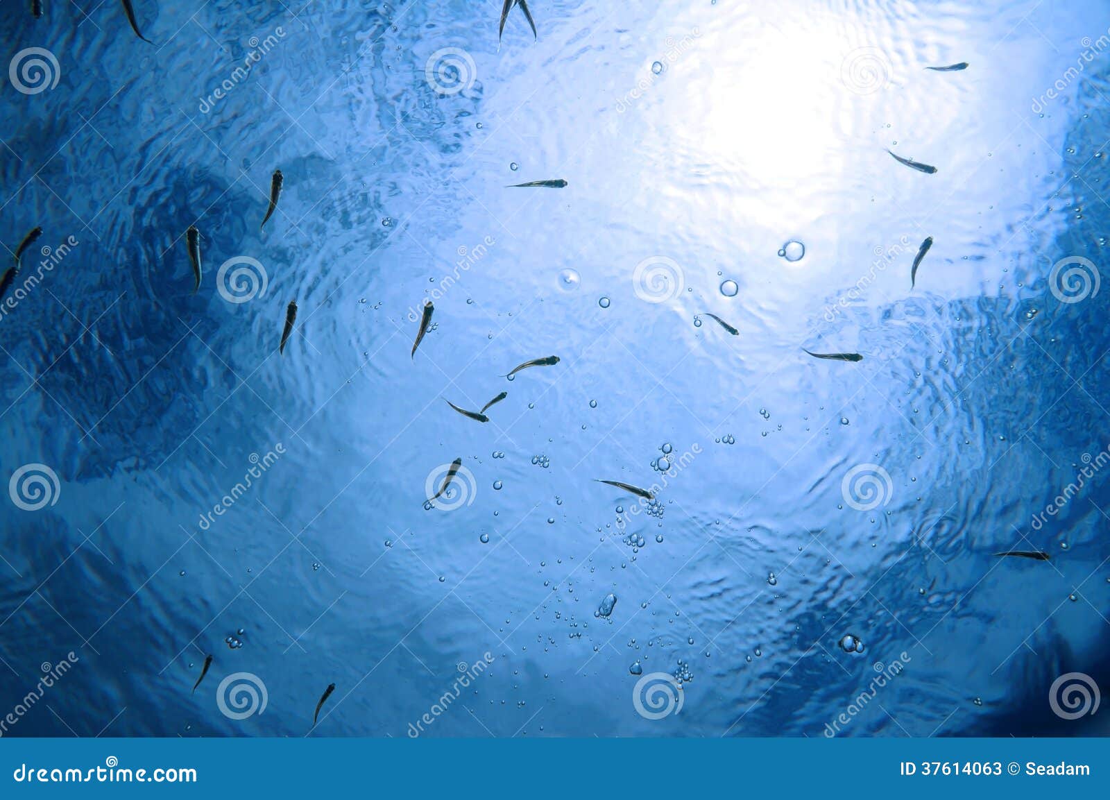 Small Fish Under Water Surface with Air Bubbles Stock Image - Image of ...