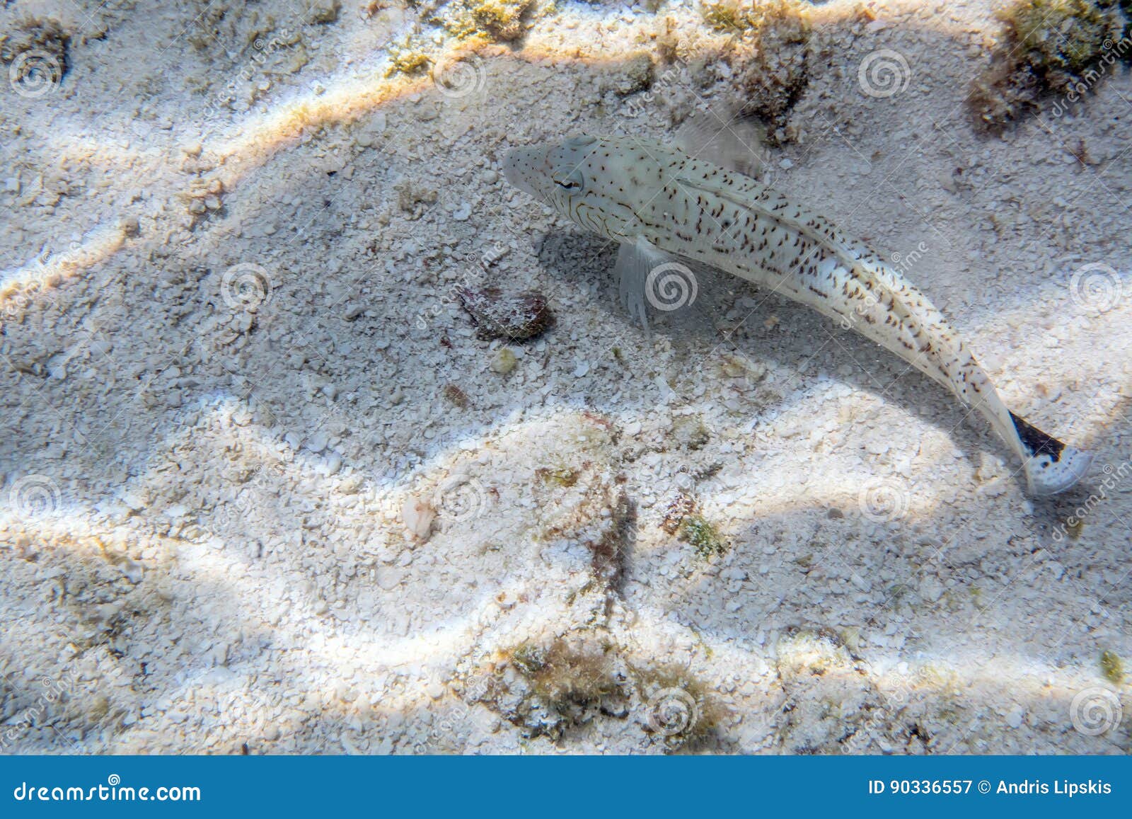 Small fish stock image. Image of underwater, fish, maldives - 90336557