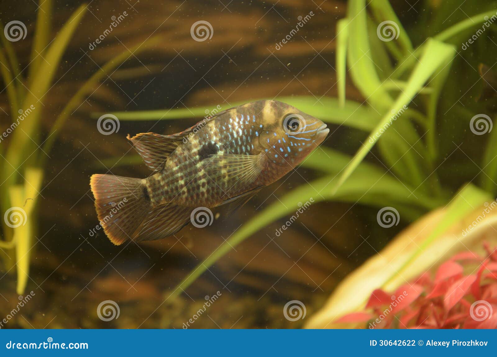 Small fishes stock photo. Image of exoticism, colored - 30642622