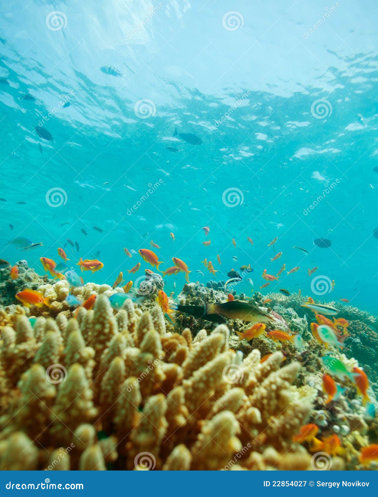Small Fishes and Coral Reef Stock Image - Image of light, environment ...