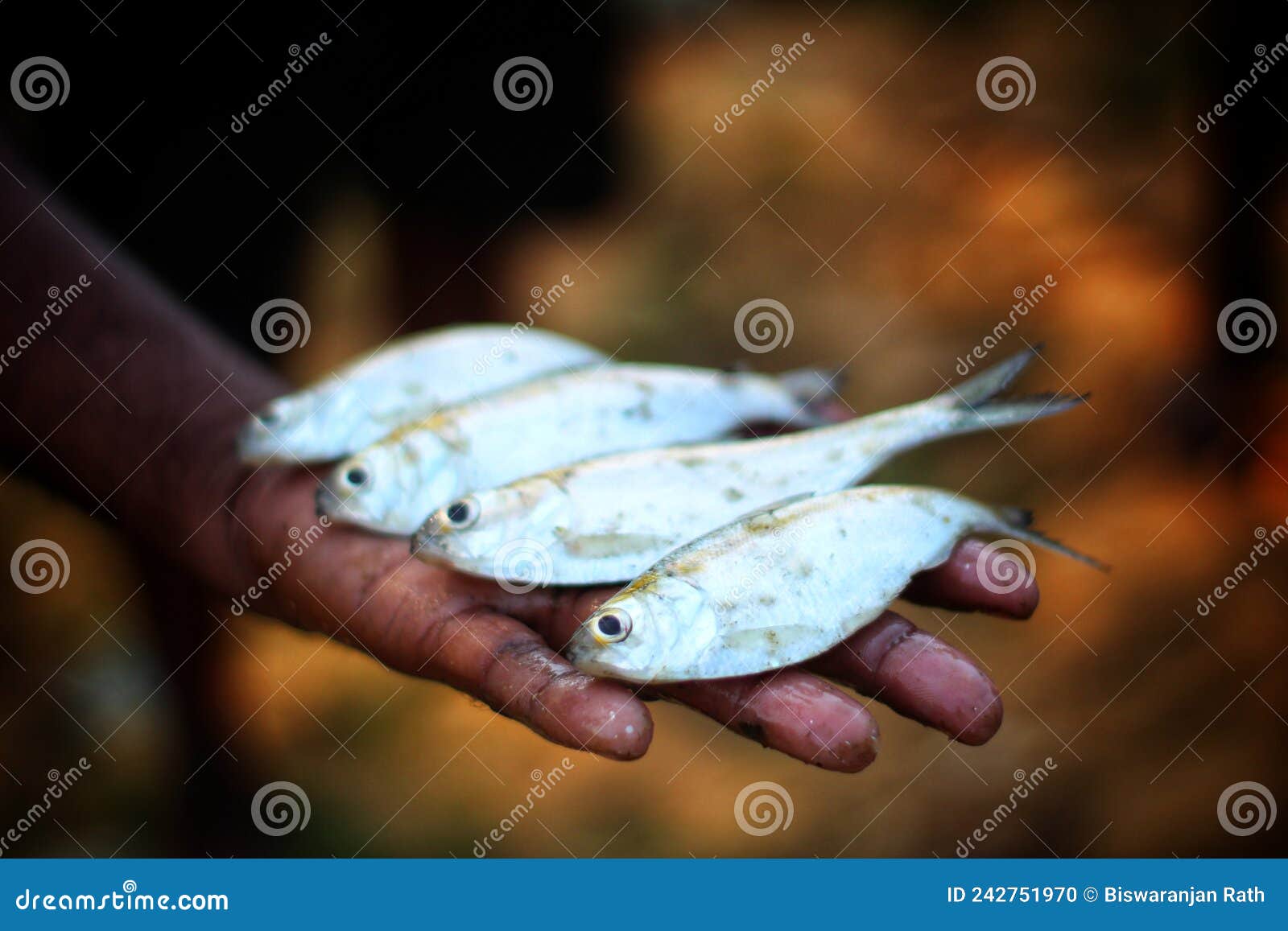 Small Fishes in Hand in Nice Dark Blur Background Hd Stock Photo ...