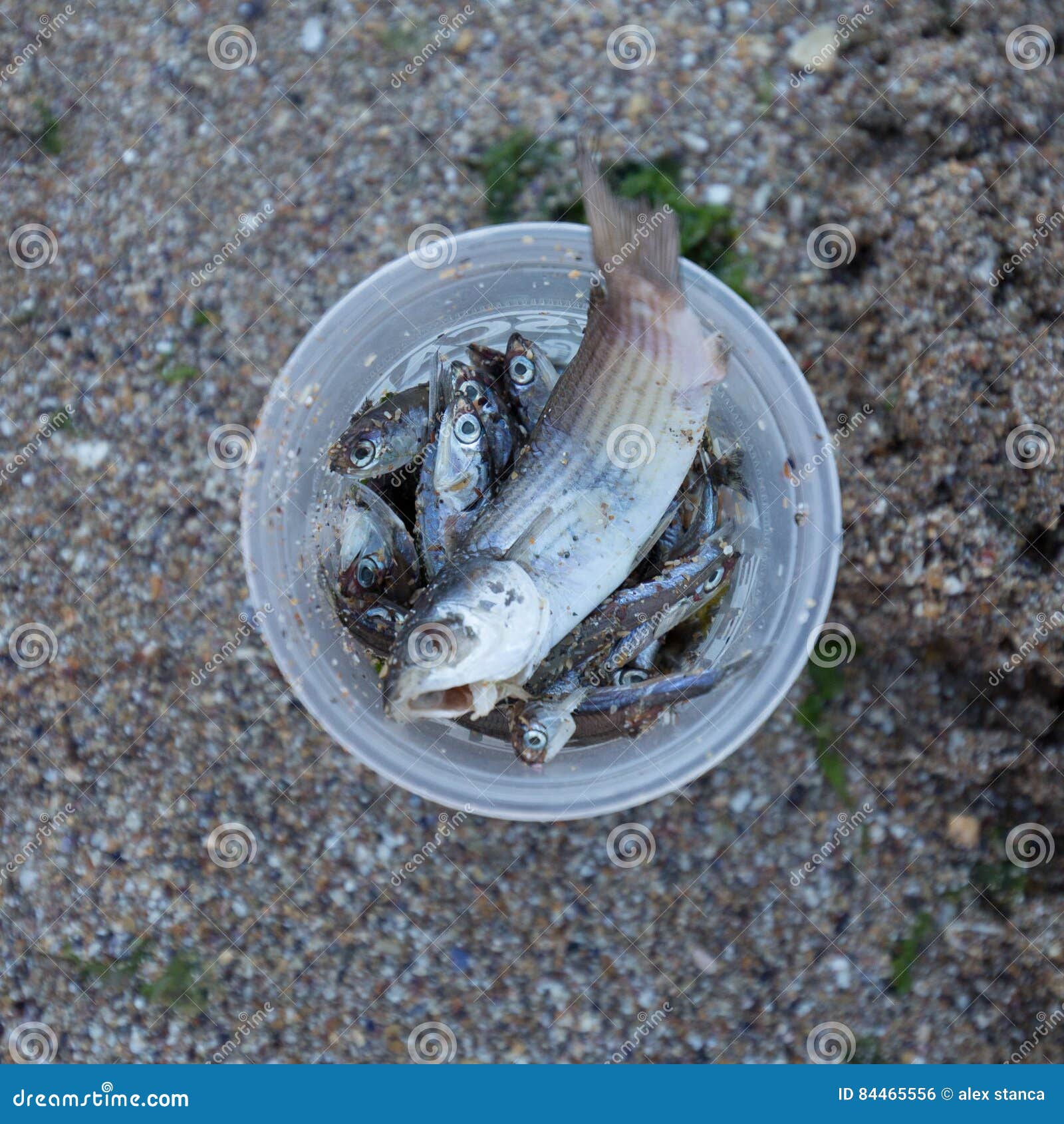 Small Fishes in a Plastic Cup Stock Photo - Image of pollution, seafood ...
