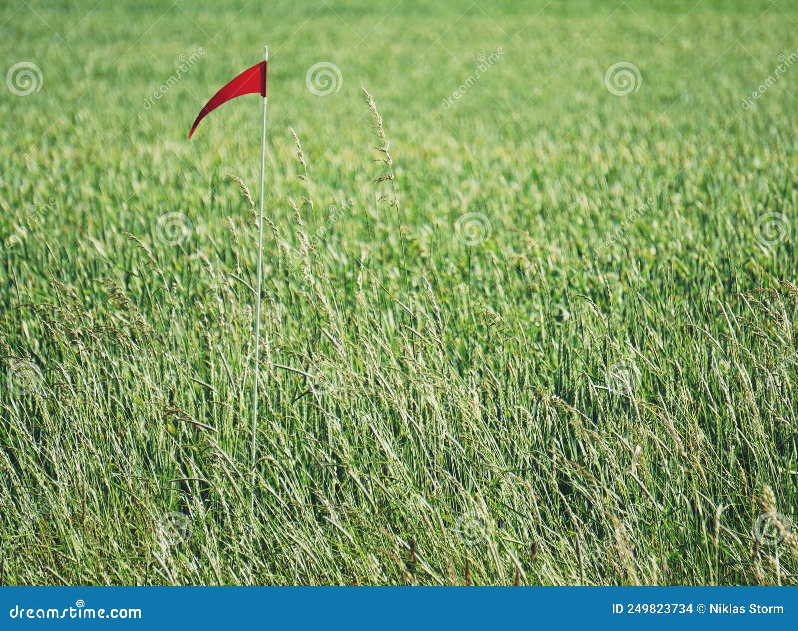 Small flag in high grass stock photo. Image of high - 249823734