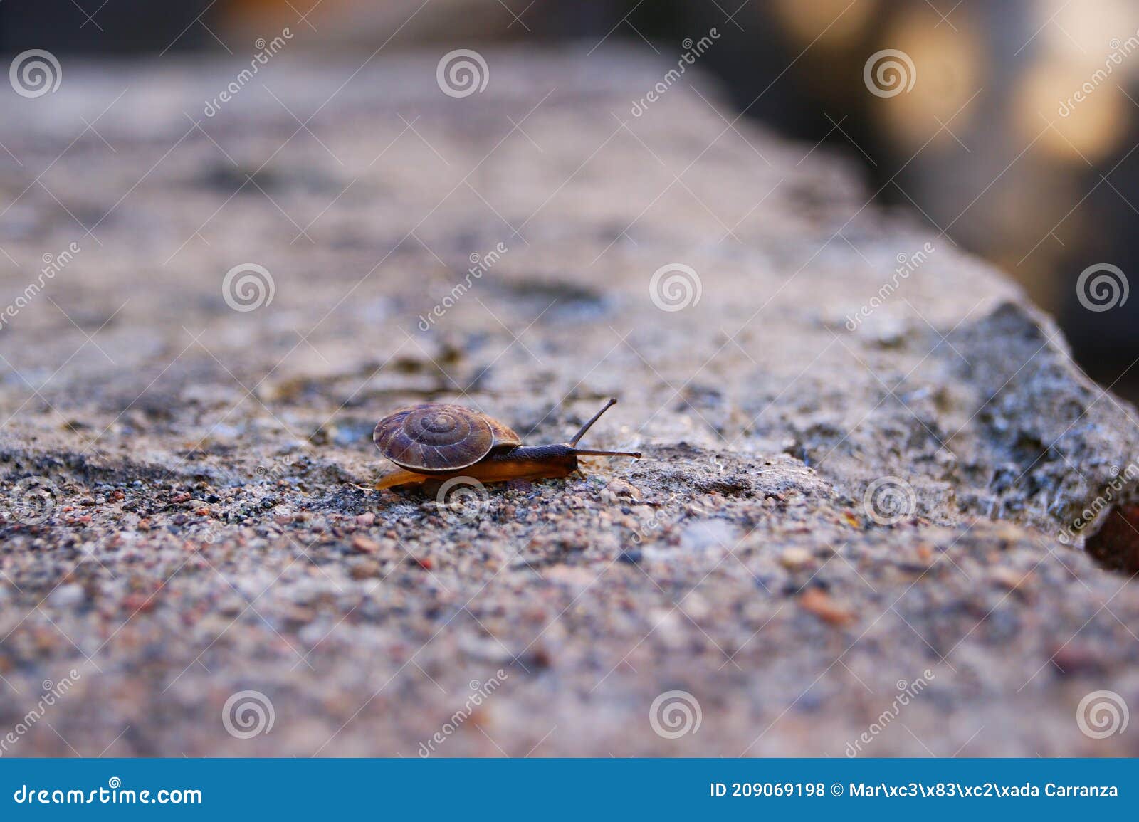 Small and flat snail stock photo. Image of little, sony - 209069198