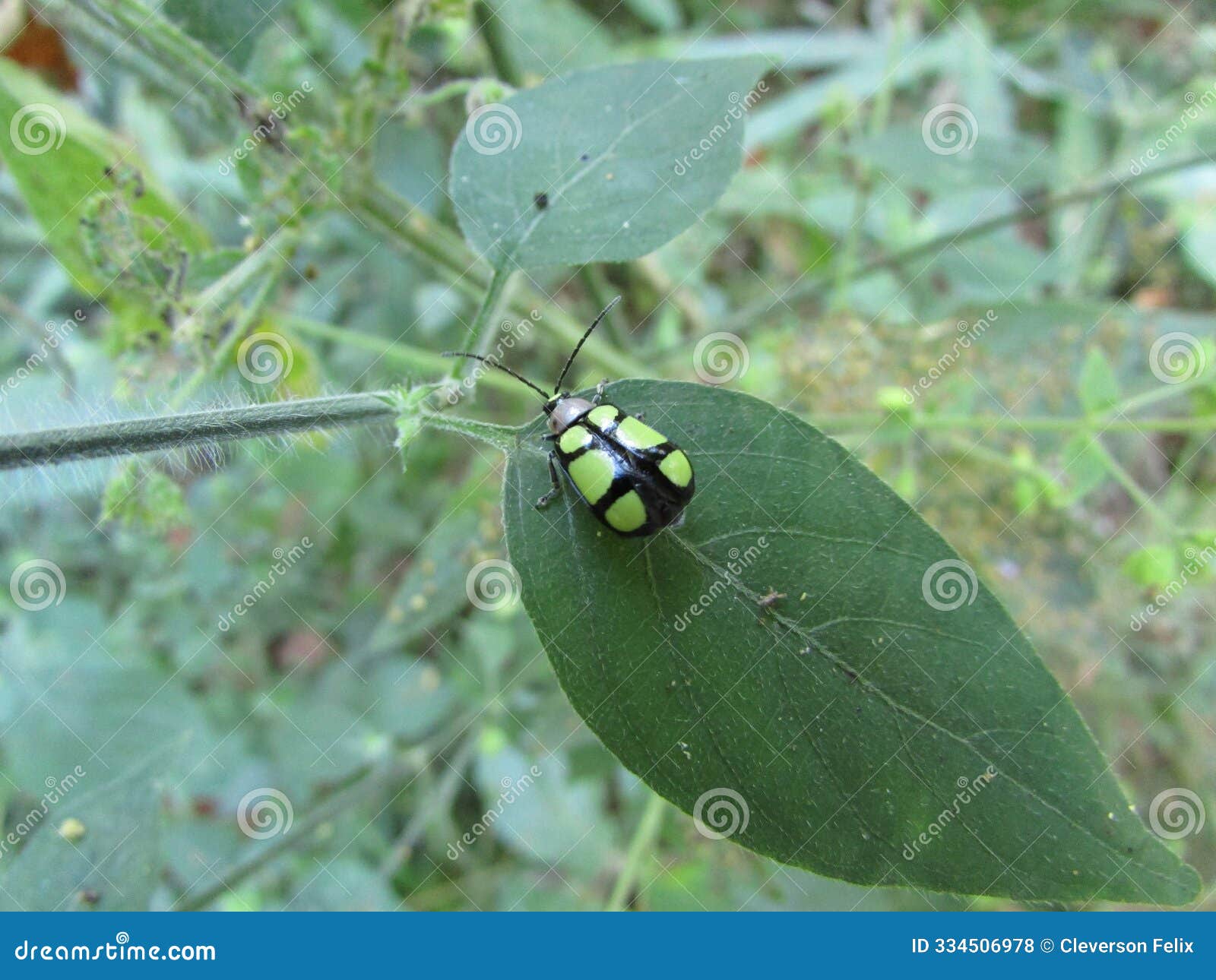 Flea Egg With The Larva Inside Under The Microscope Stock Image ...