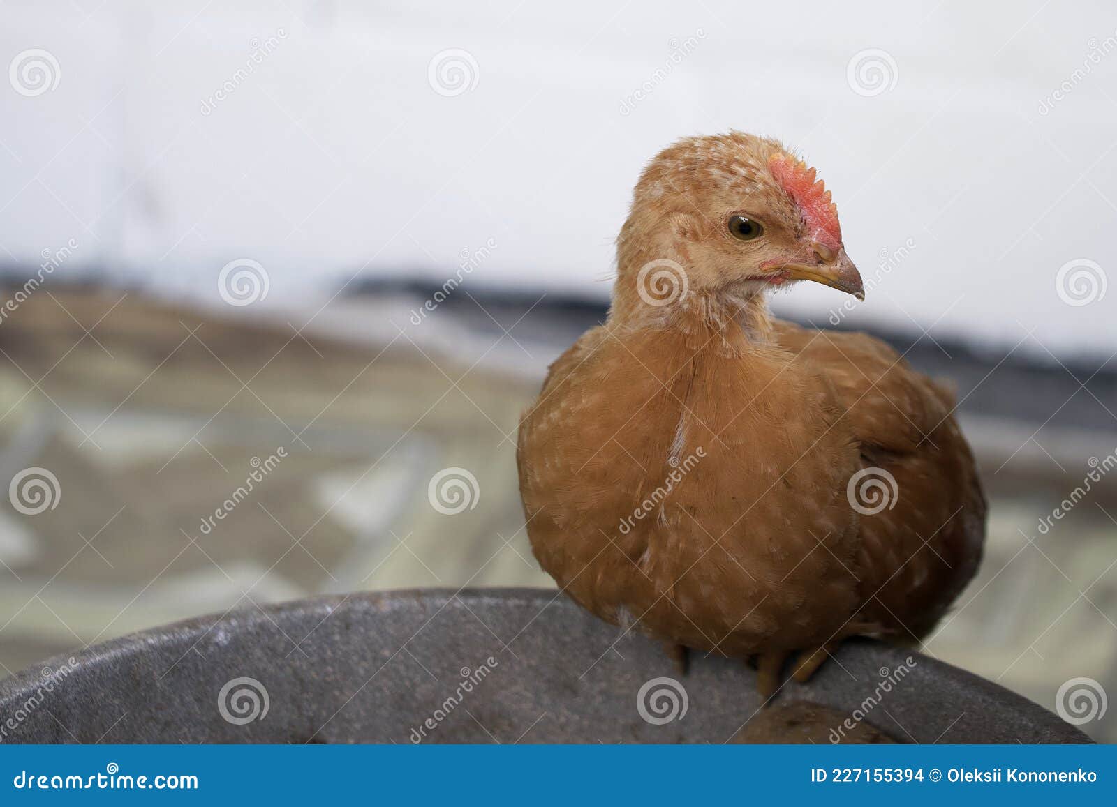 A Small Fledgling Chicken is Sitting. Chicken Portrait Stock Photo ...