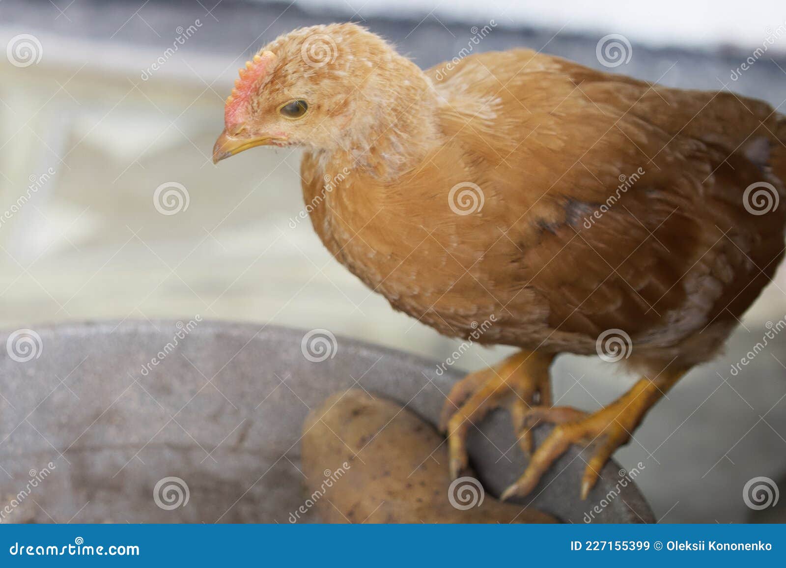 A Small Fledgling Chicken is Sitting. Chicken Portrait Stock Image ...