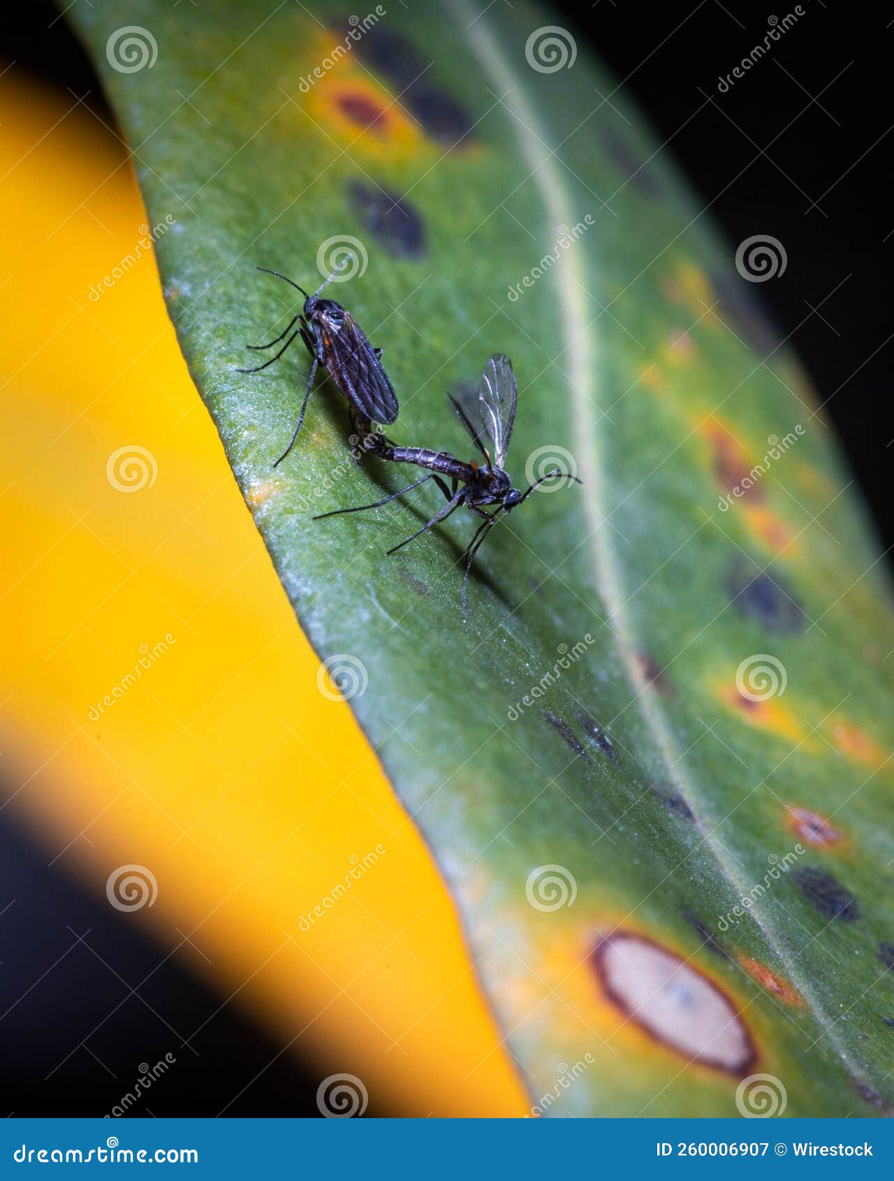 Small Flies on a Leaf on the Central Coast in Australia Stock Image ...