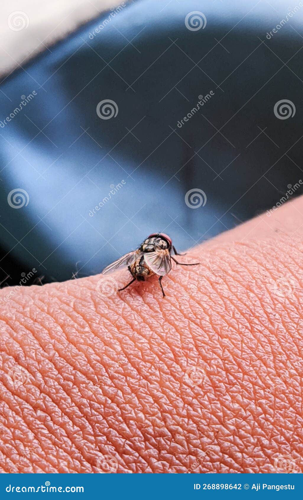 Small Flies that Perch on the Hand Stock Photo - Image of hand, hands ...