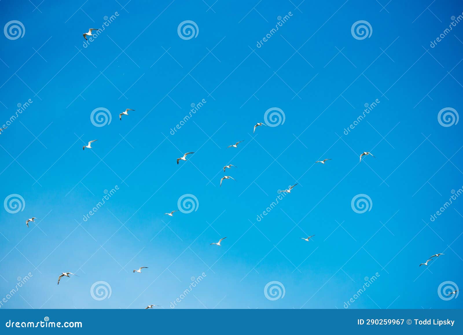 Small Flock of Birds Against Blue Sky Stock Image - Image of aerial ...