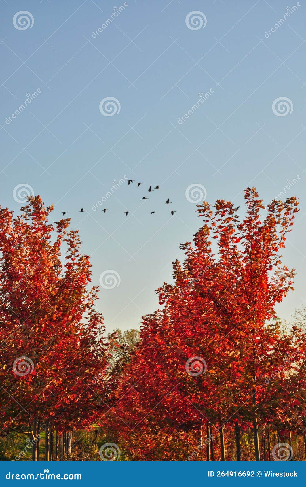 Small Flock of Birds Flying Over Autumn Trees Stock Photo - Image of ...