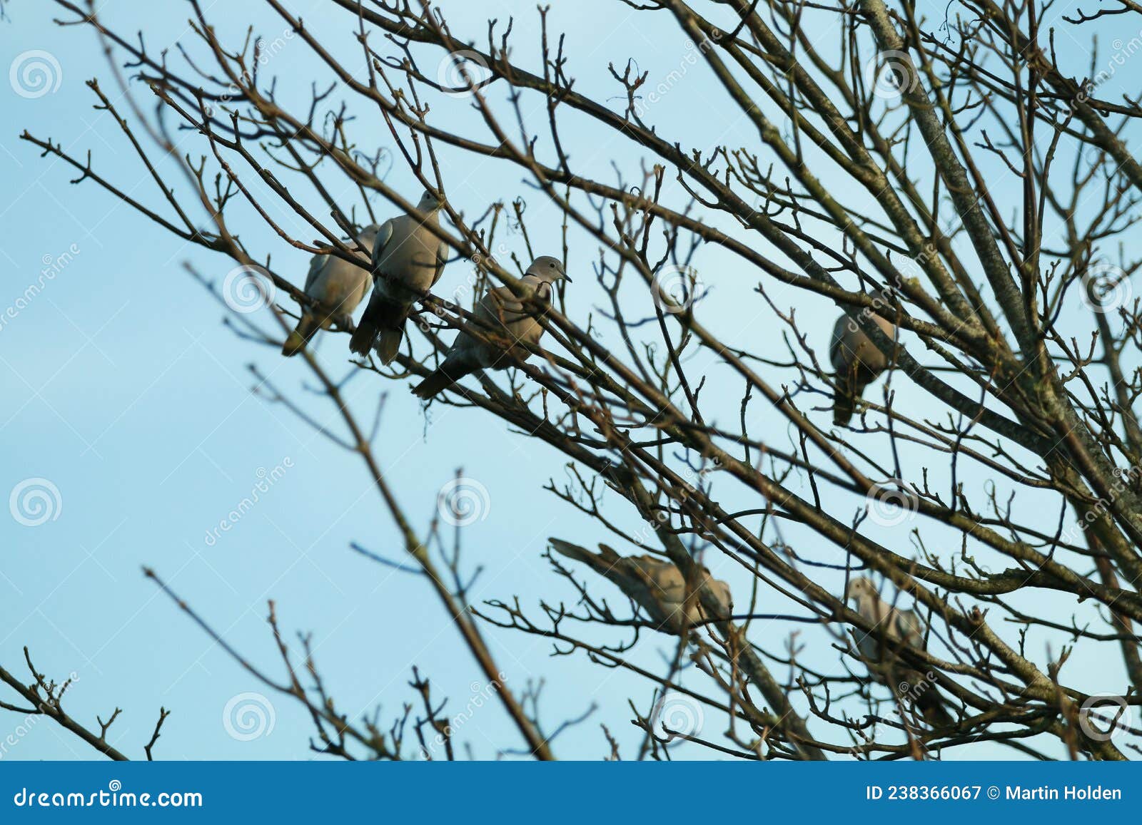 Small Flock of Birds in a Tree Stock Image - Image of nature, tree ...