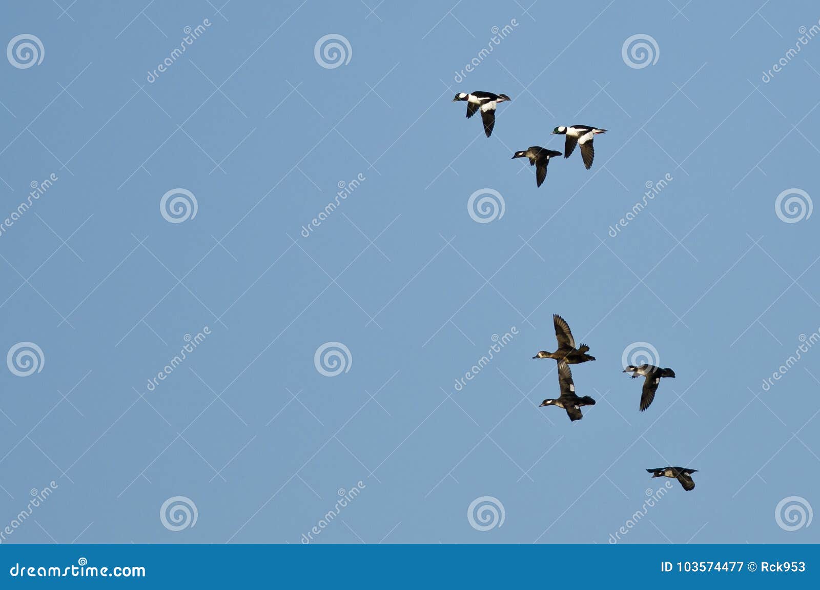 Flock of Bufflehead Ducks Flying in a Blue Sky Stock Image - Image of ...