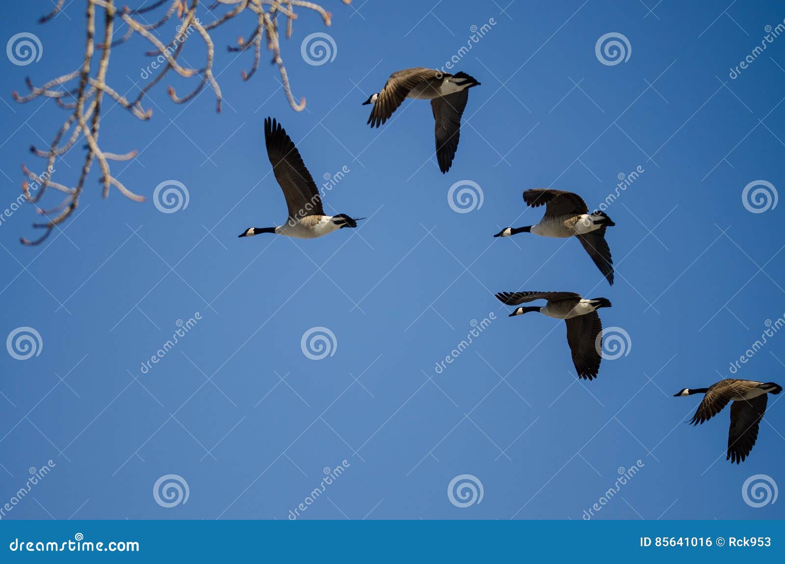 Small Flock of Canada Geese Flying in a Blue Sky Stock Photo - Image of ...