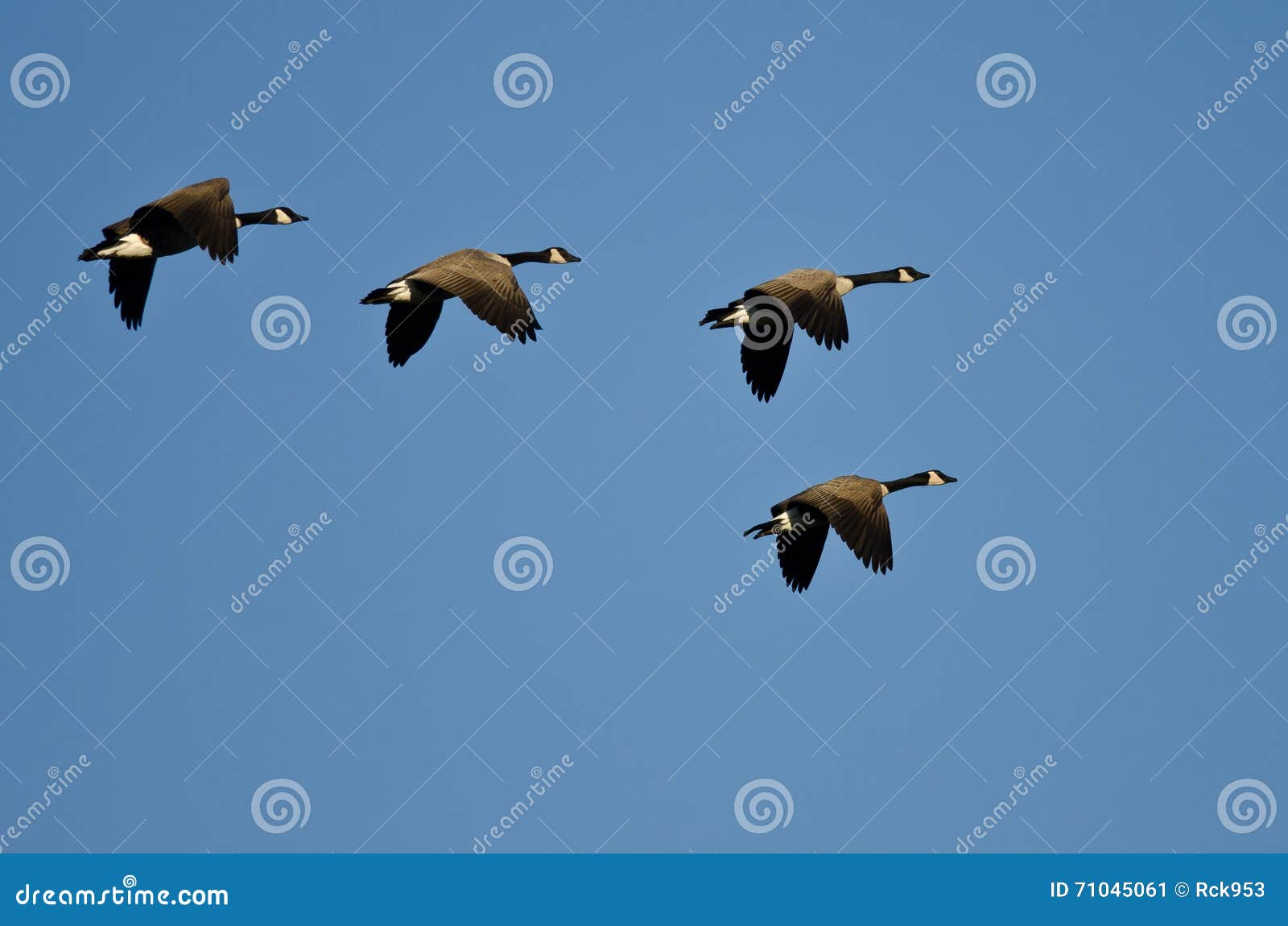 Small Flock of Canada Geese Flying in a Blue Sky Stock Image - Image of ...