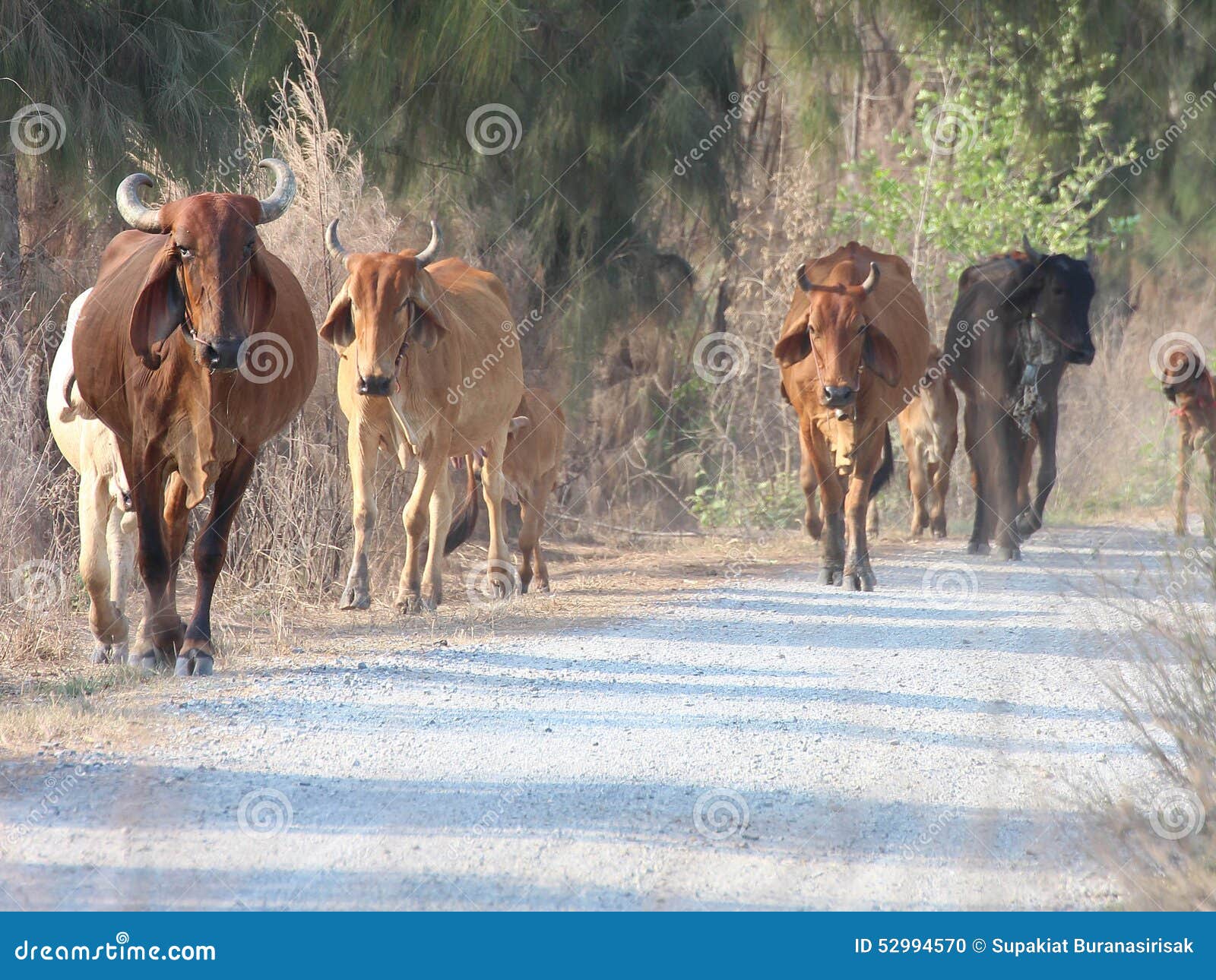 Small Flock of Cows on Meadow Stock Photo - Image of field, scene: 52994570