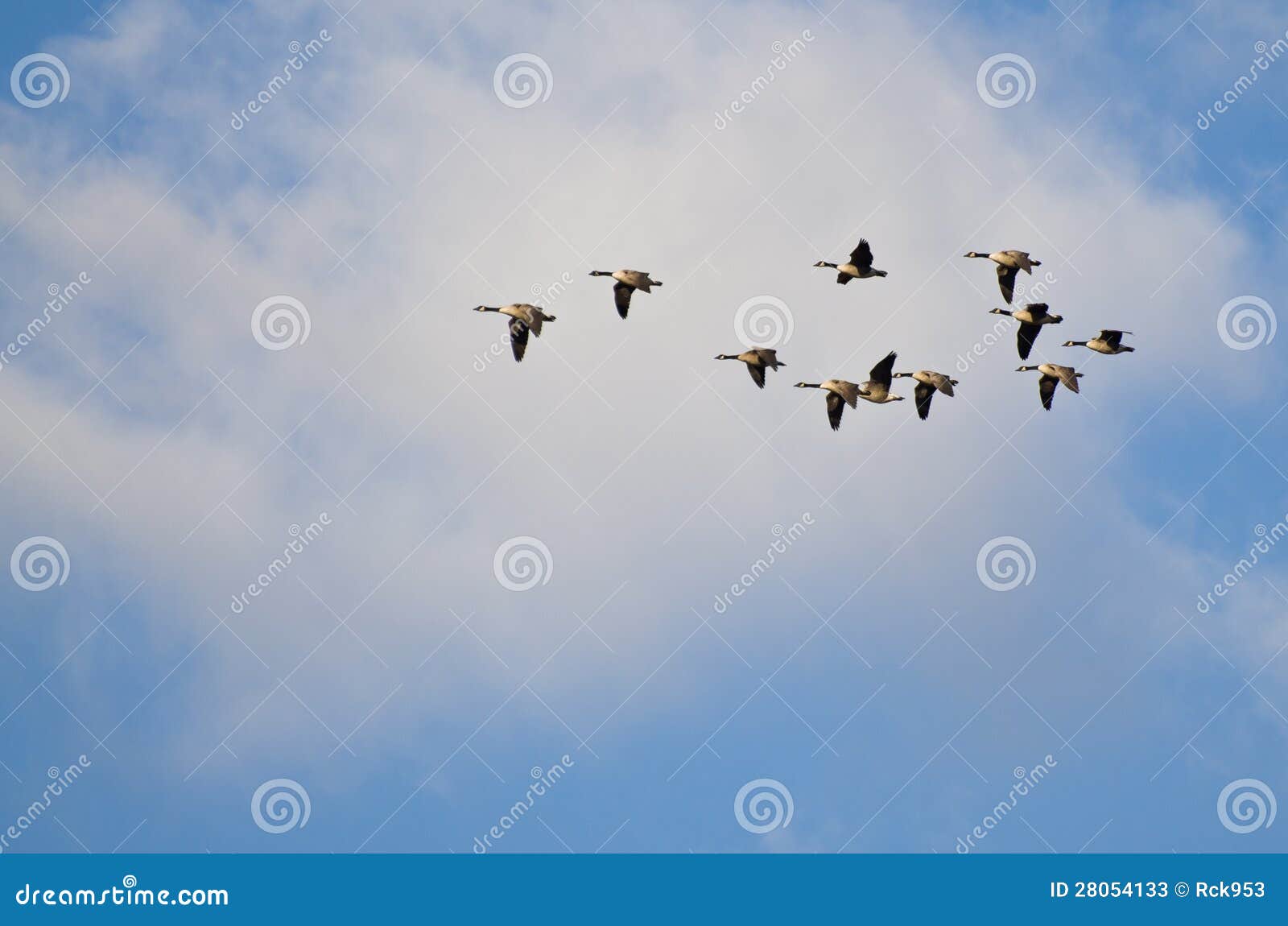 Small Flock of Geese Flying in a Beautiful Sky Stock Image - Image of ...