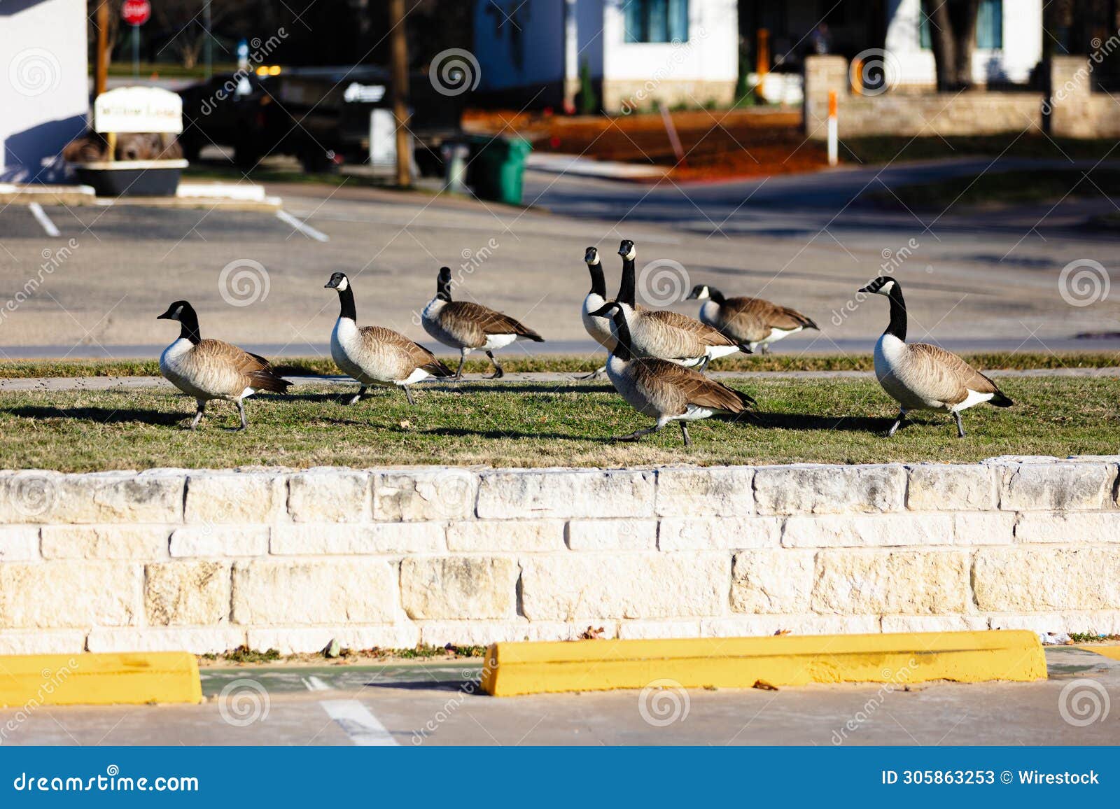 Small Flock of Geese in a Populated Area Stock Image - Image of urban ...