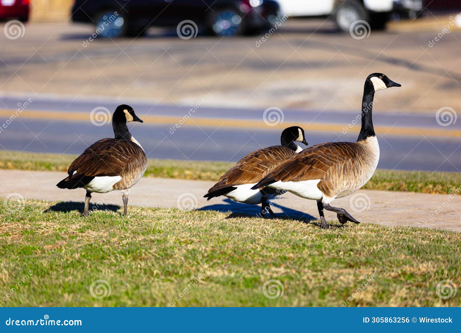 Small Flock of Geese in a Populated Area Stock Photo - Image of vibrant ...