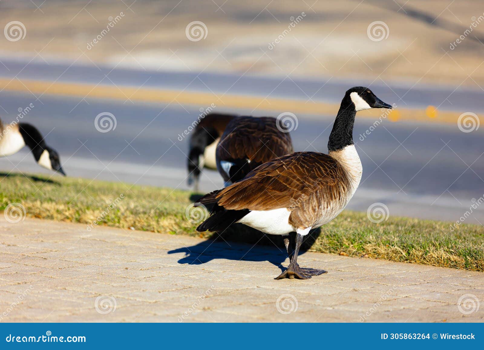 Small Flock of Geese in a Populated Area Stock Photo - Image of water ...