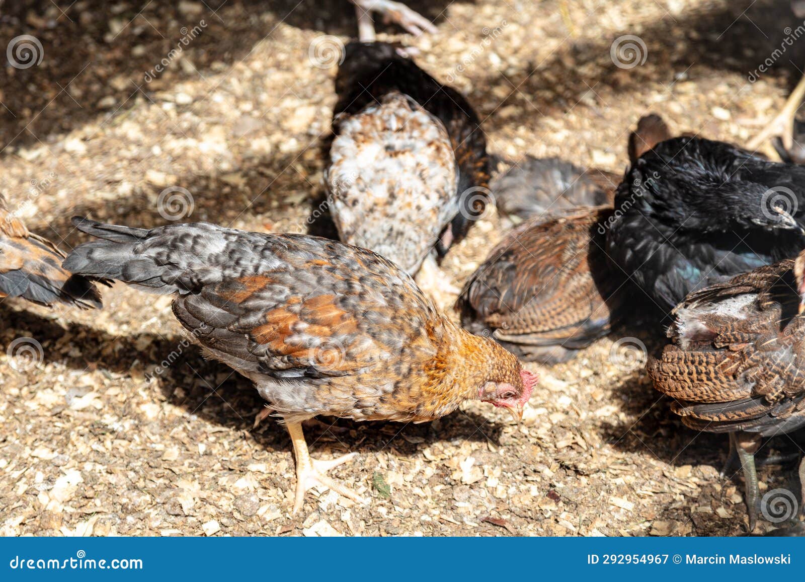 Small Flock of Hens Feeds in the Free Range Stock Image - Image of wild ...