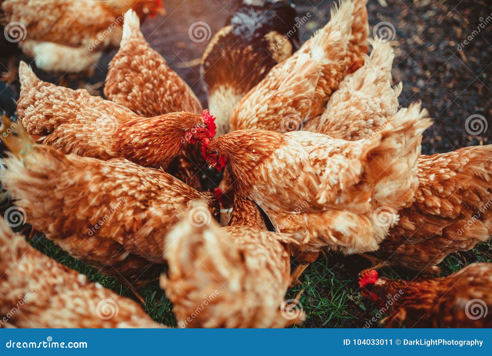 Free Range Living Chickens and Ducks Stock Image - Image of poultry ...