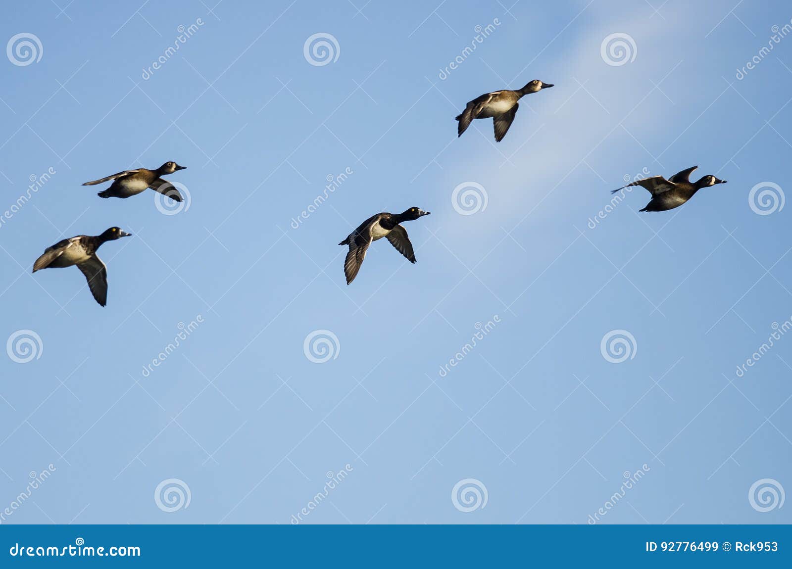 Small Flock of Ring-Necked Ducks Flying in a Blue Sky Stock Image ...