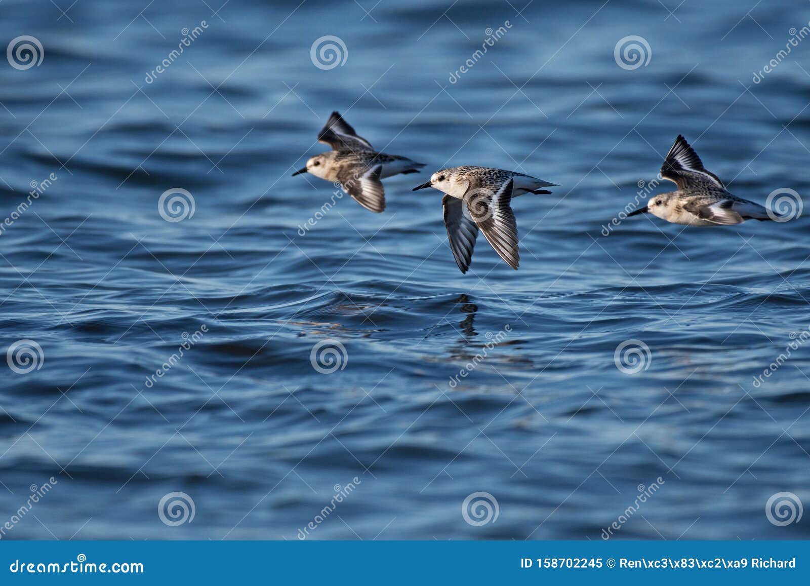 Small flock of sanderlings stock image. Image of shorebird - 158702245