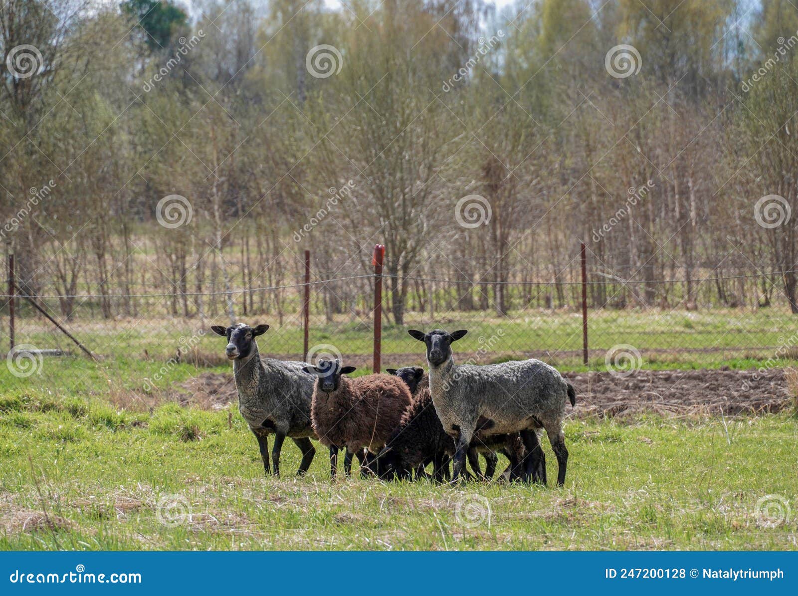 Small Flock of Sheep in the Field Stock Photo - Image of field, herd ...