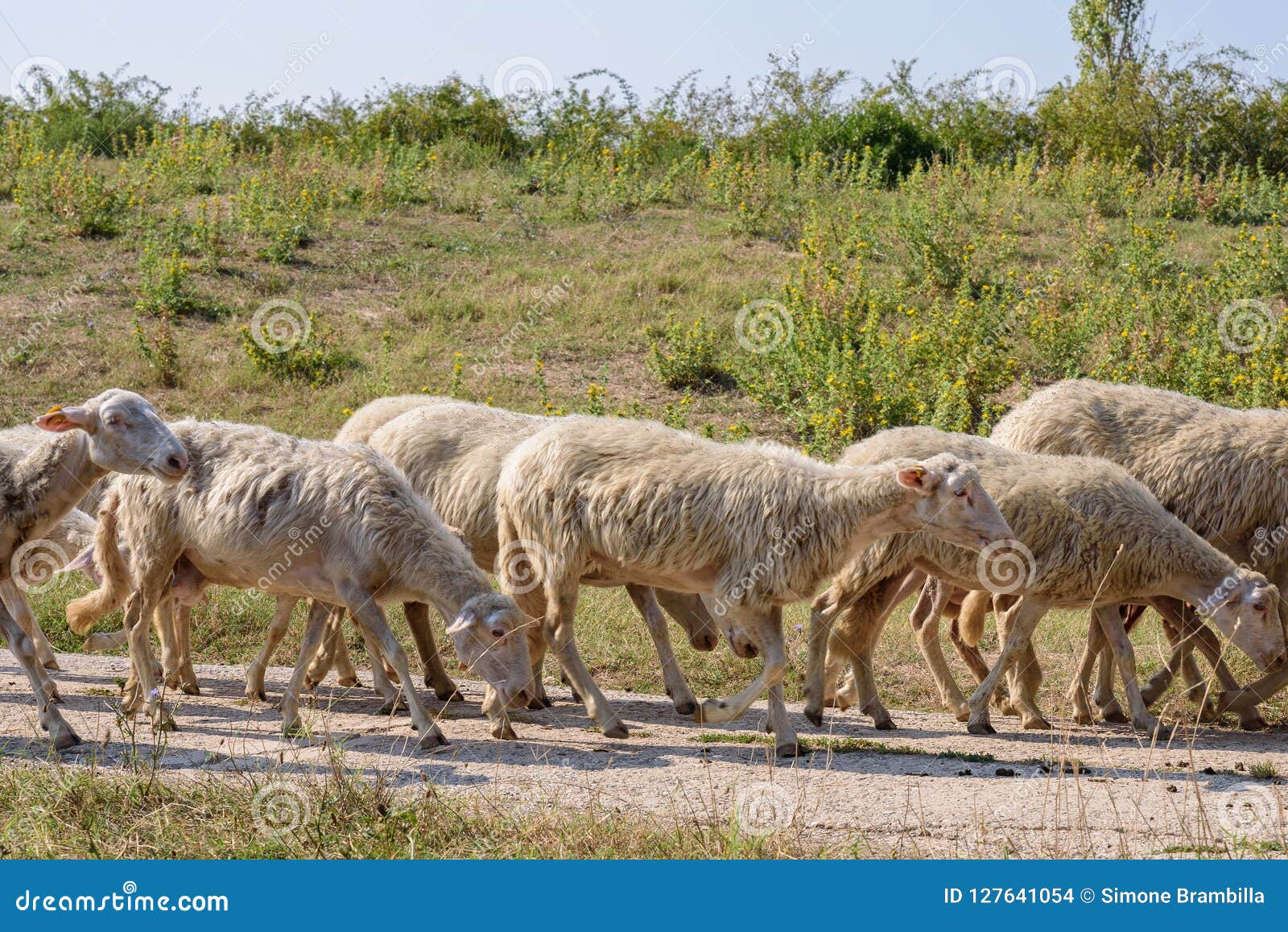 Small Flock of Sheep Grazes on a Wide Path Stock Photo - Image of grass ...