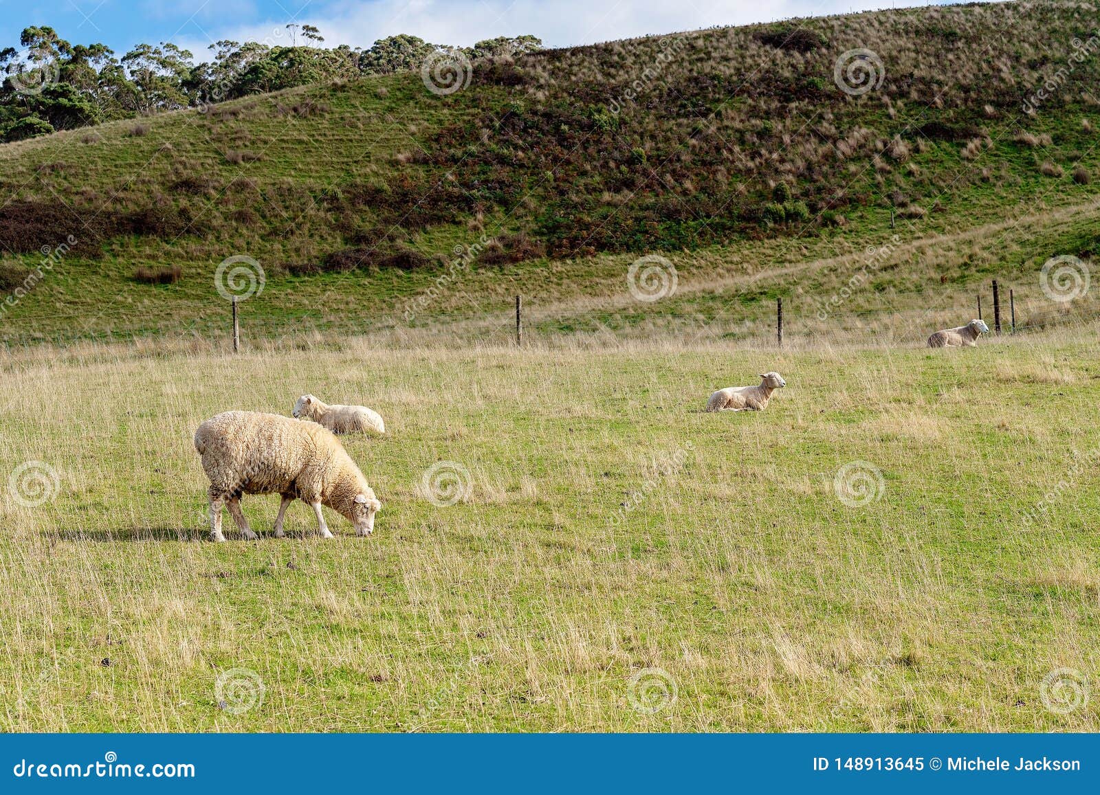 Small Flock of Sheep on a Mountain Stock Image - Image of grass ...